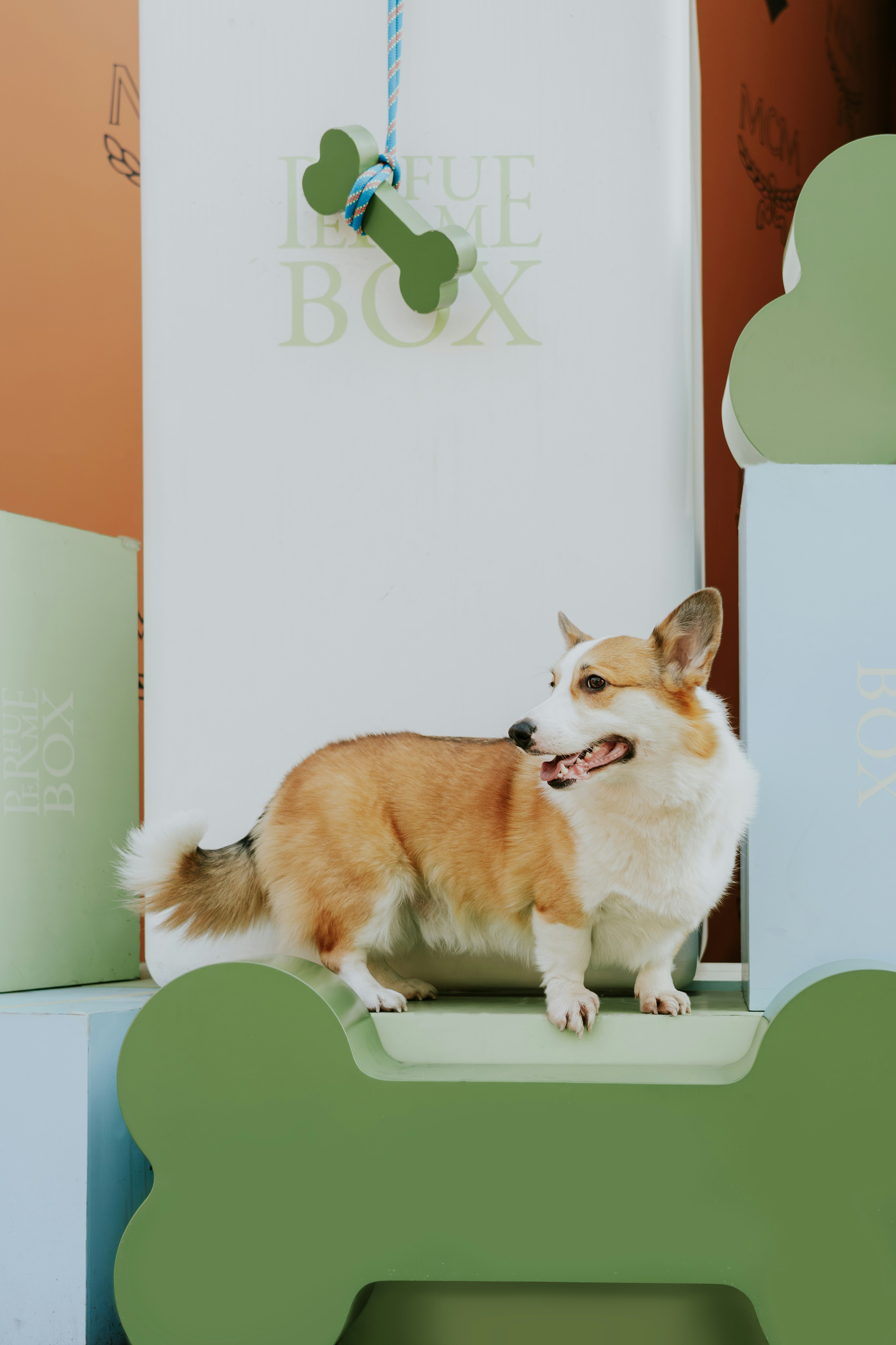 Curious Corgi on a Playful Furniture Stage