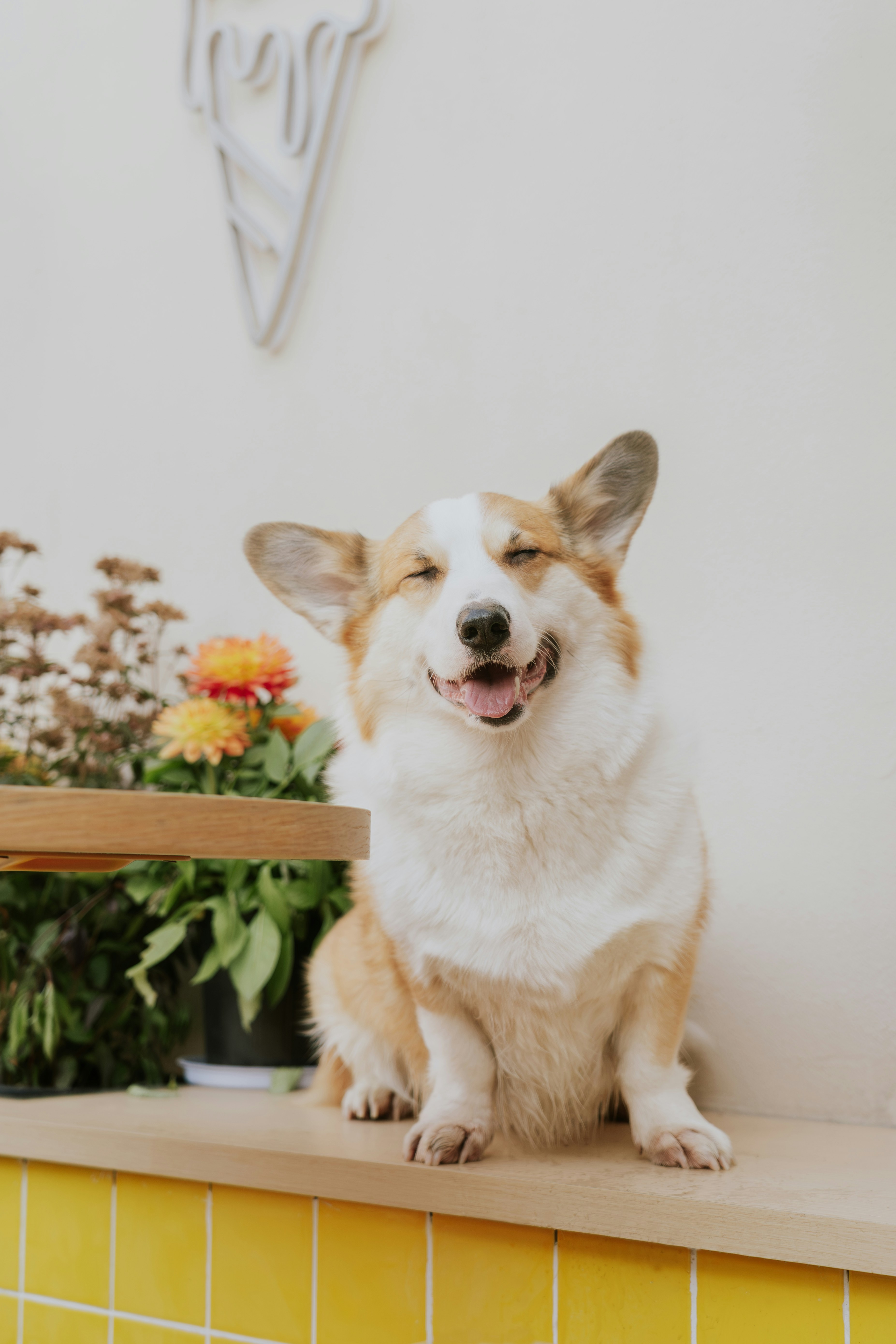 Smiling Corgi on a Sunny Terrace with Bright Flowers
