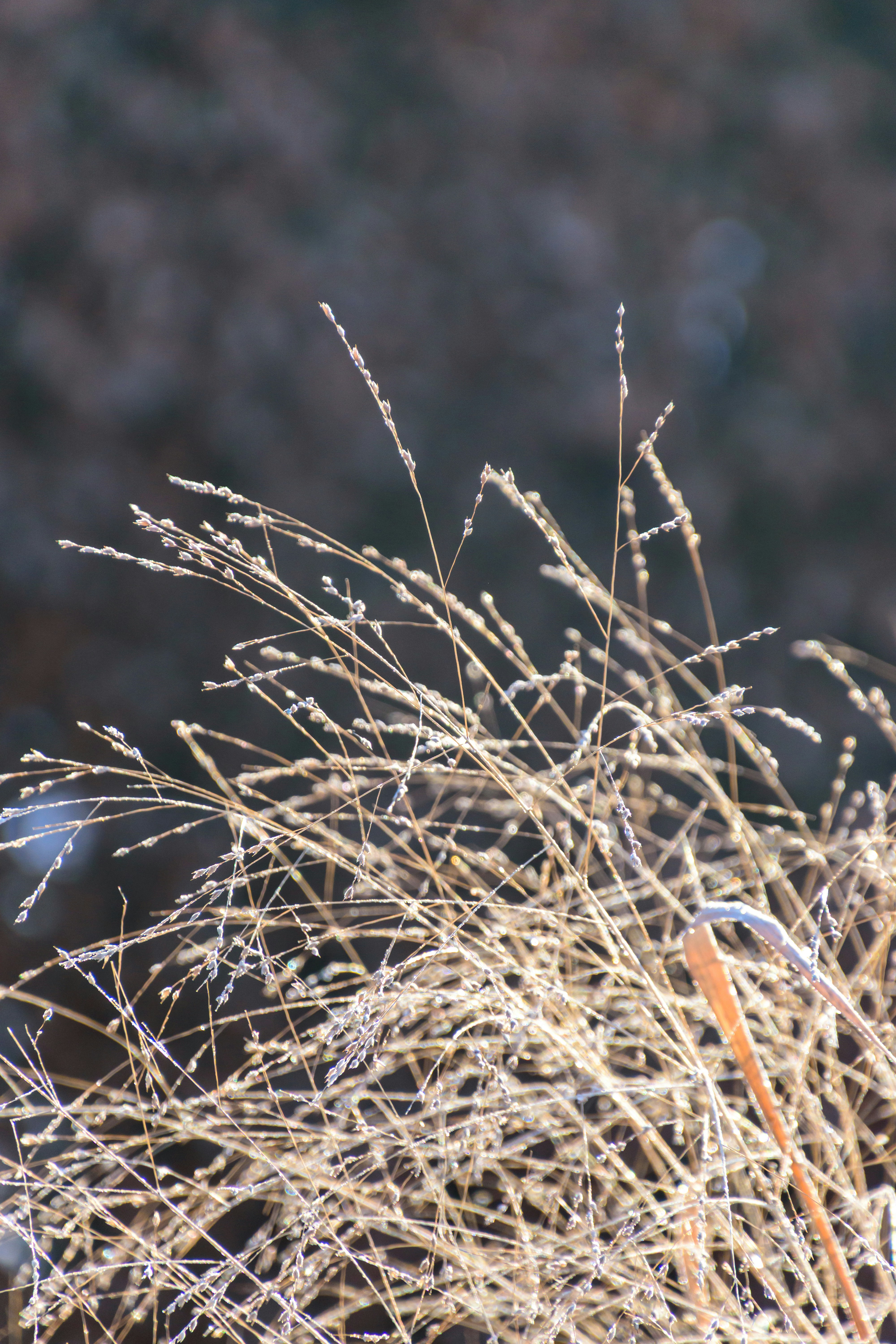 Frosted grasses reach toward winter light