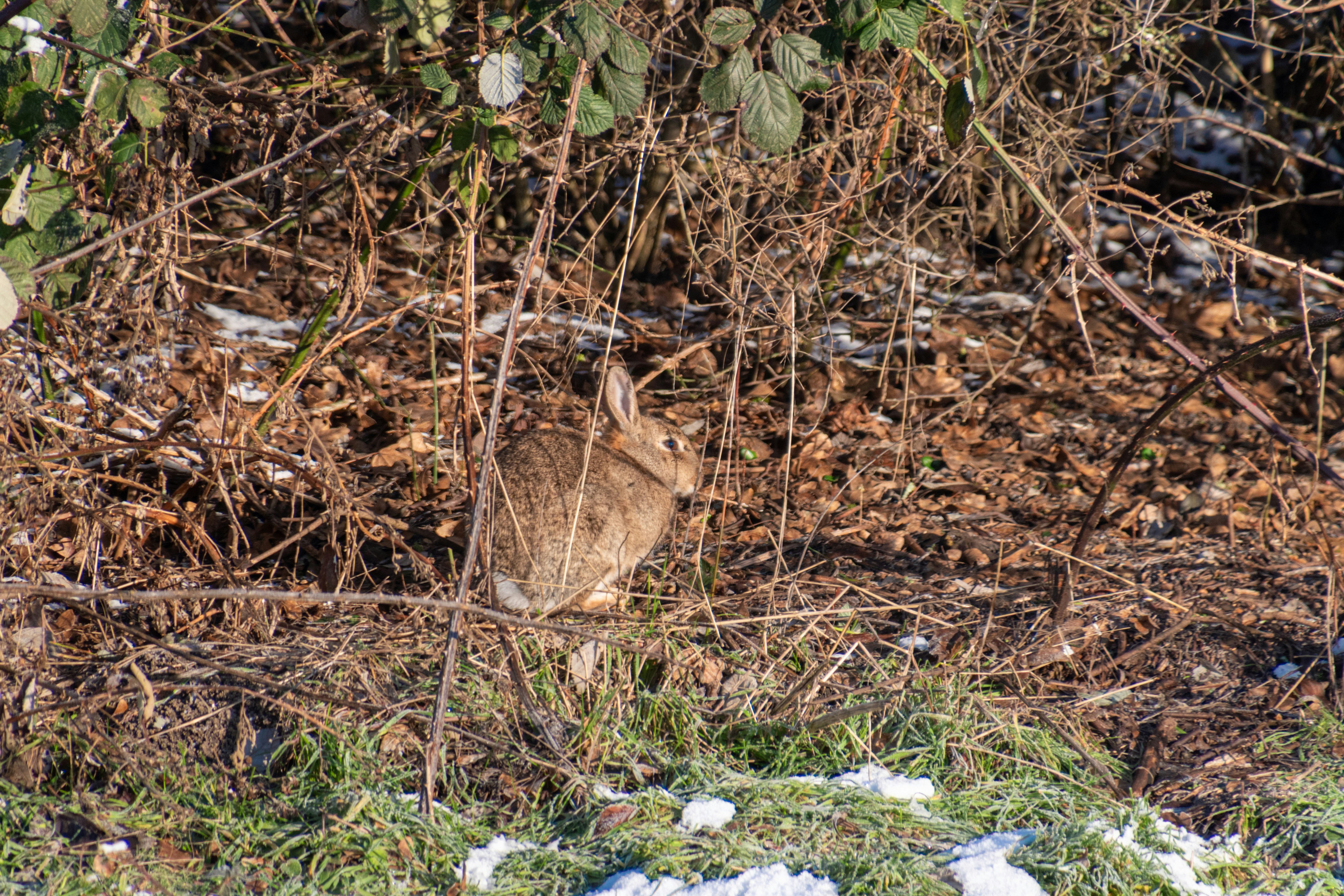 Hidden Fawn in Winter Brush