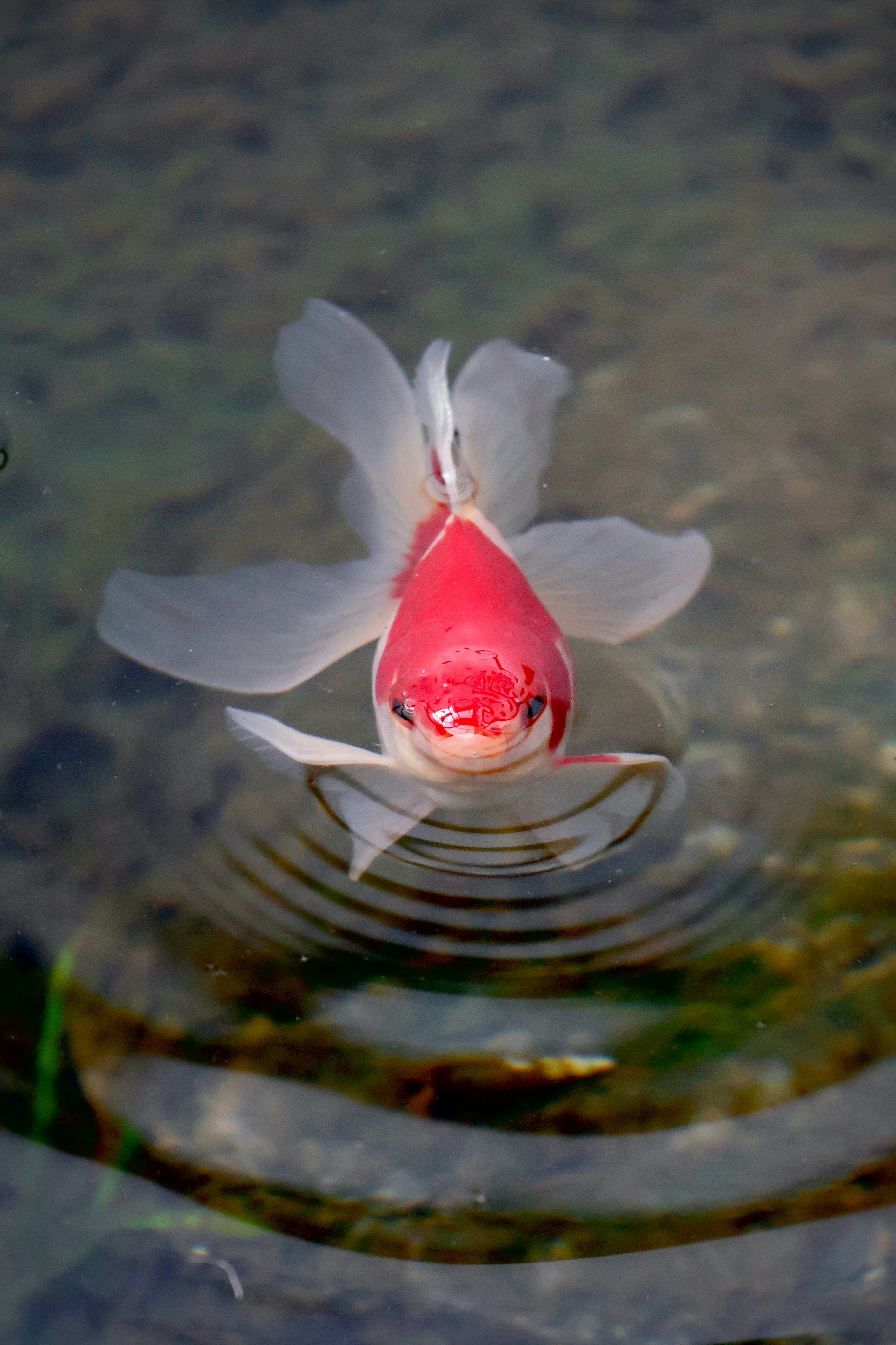 Koi Dreaming Under Ripples: A Red-and-White Beauty Surfaces