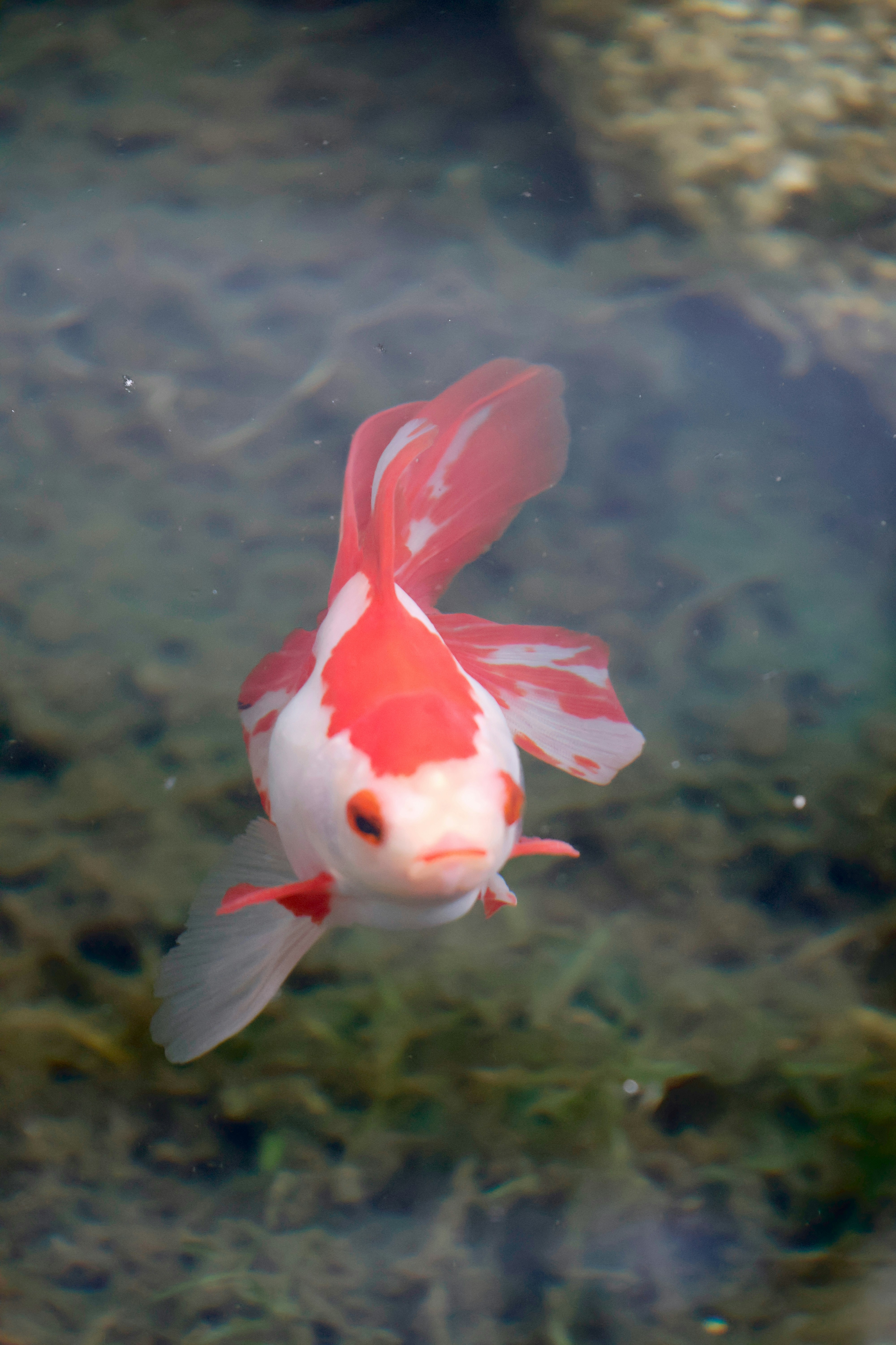 Red-and-white koi gliding toward the lens