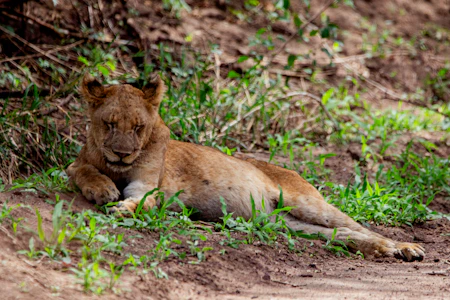 Lounge of the Savannah: A Lioness Cub Resting on Sun-Warmed Soil