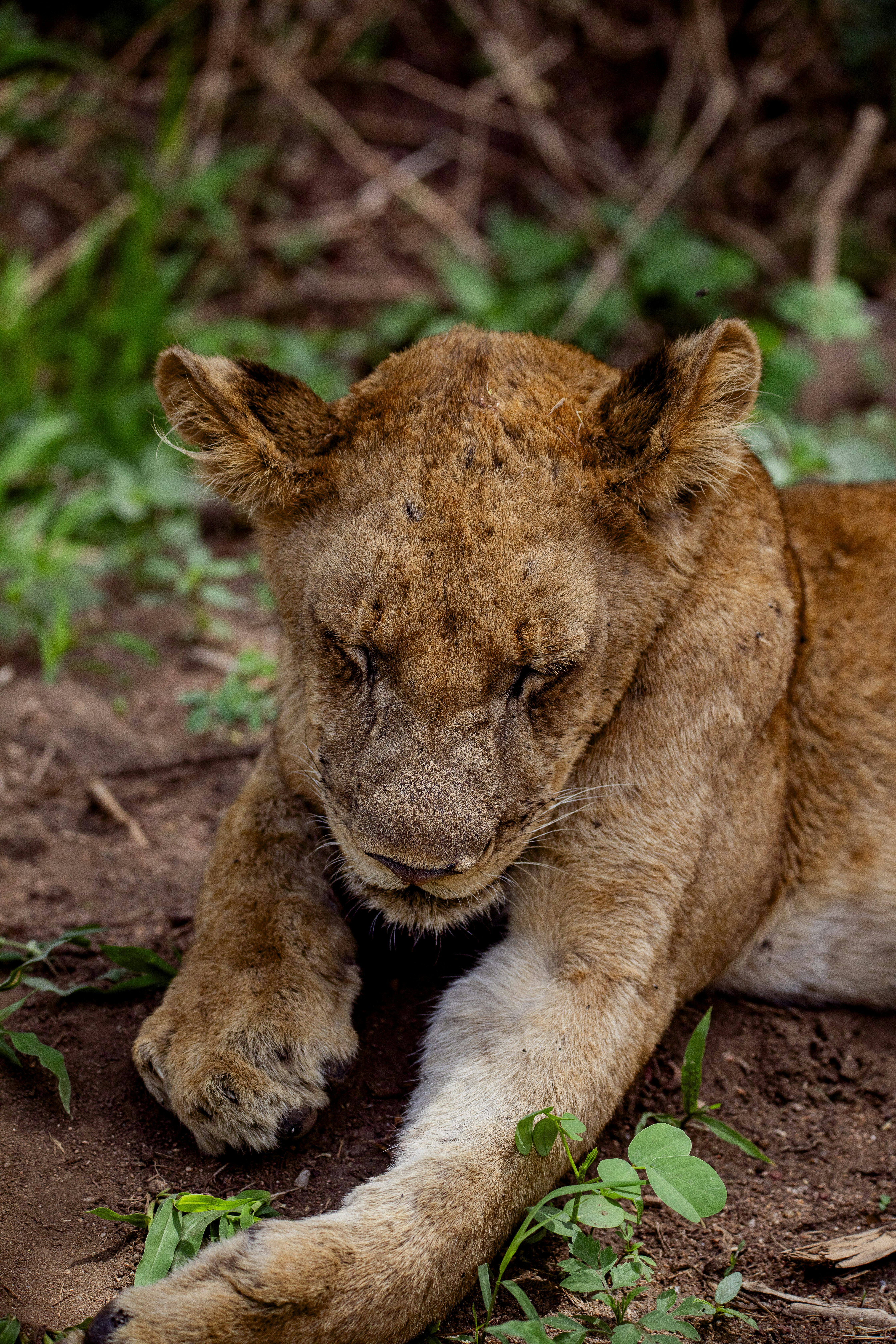 Resting Lioness: Sunlit Muzzle in Quiet Understory