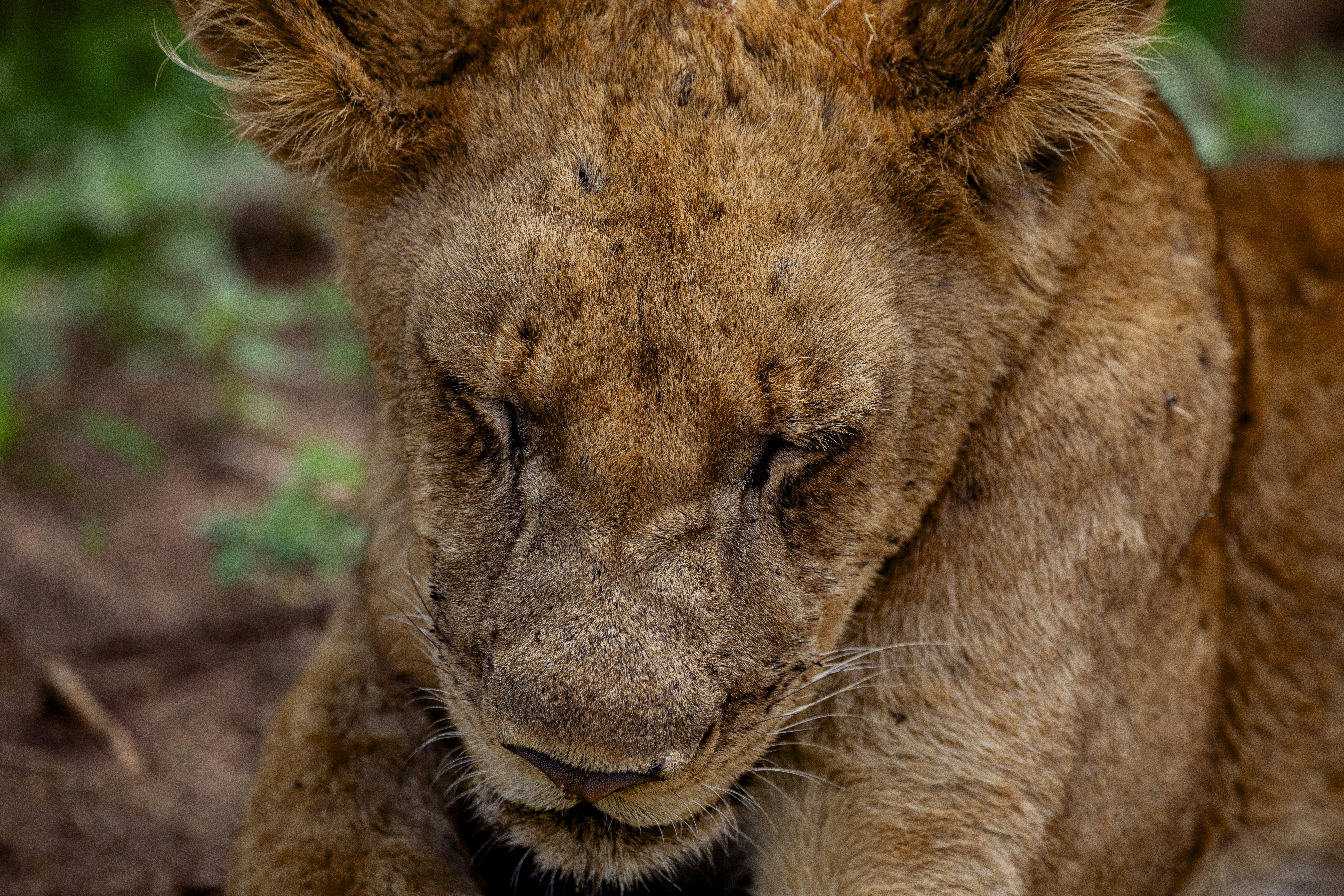 Closed-Eyed Prideloom: a lioness in quiet repose