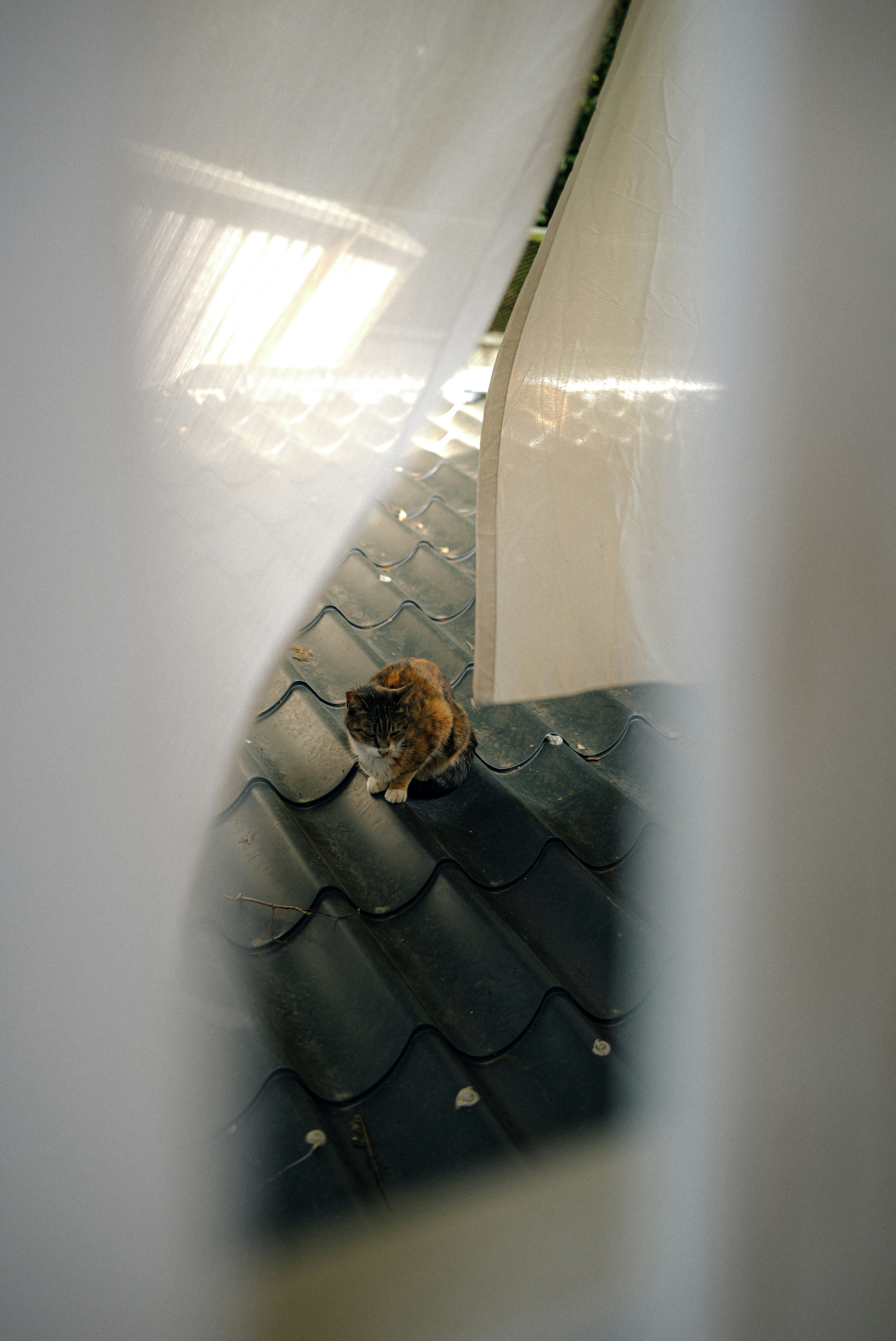 Tiny Cat, Big Roof: A Quiet Moment on Wavy Tiles