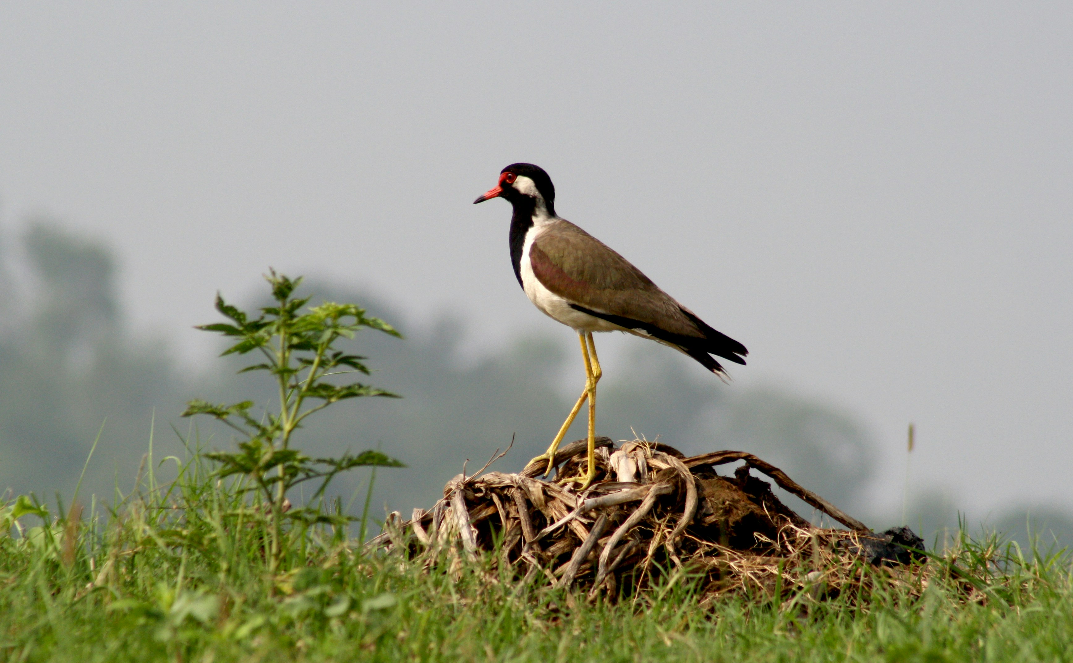 Hooded Lapwing Sentinel on a Nesting Log