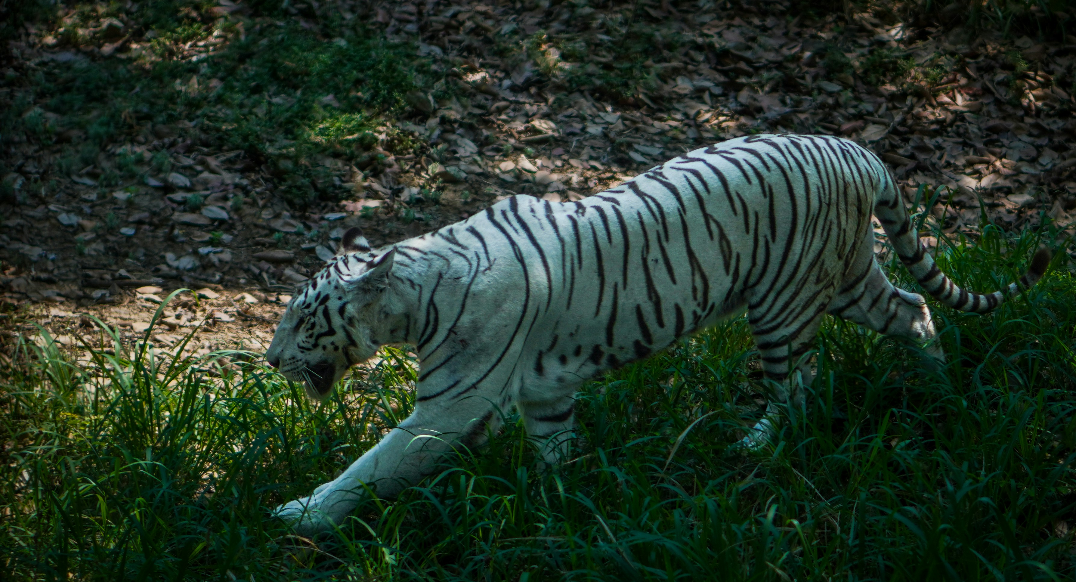 White Tiger on a Sunlit Forest Bank