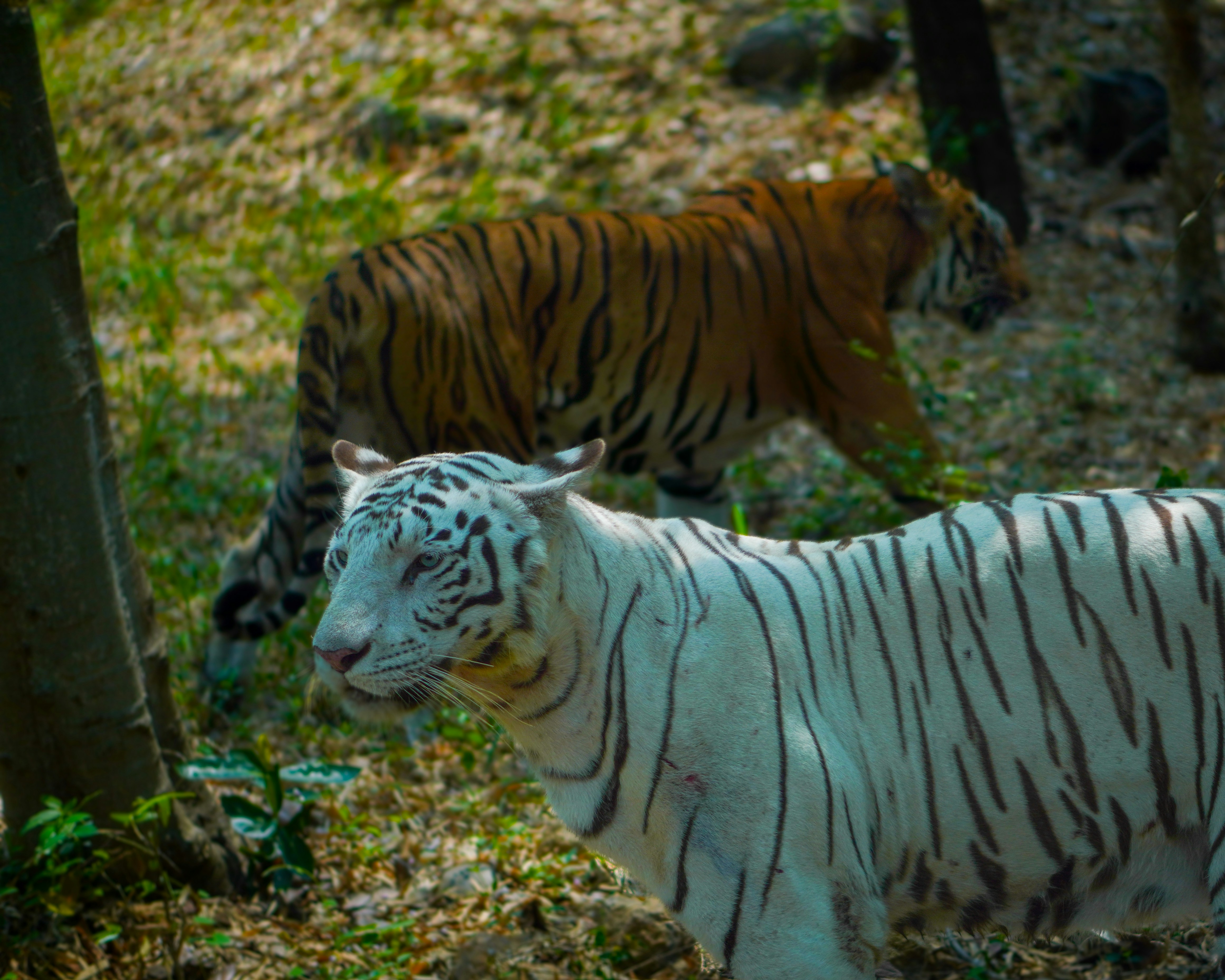 Stripe and Shadow: A White Tiger in Dappled Forest Light