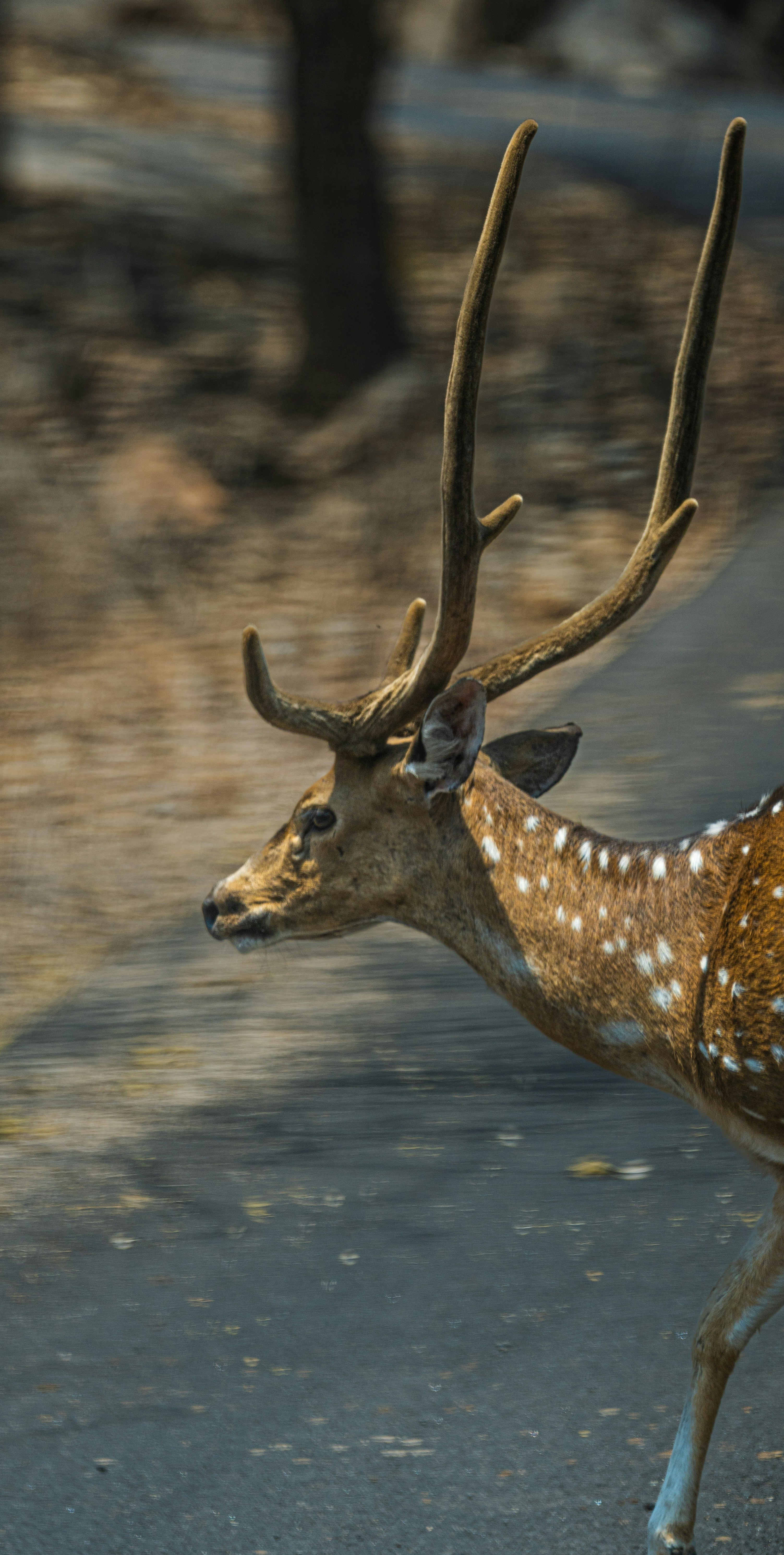 Stalking Silhouette: A Deer in Dappled Autumn Light