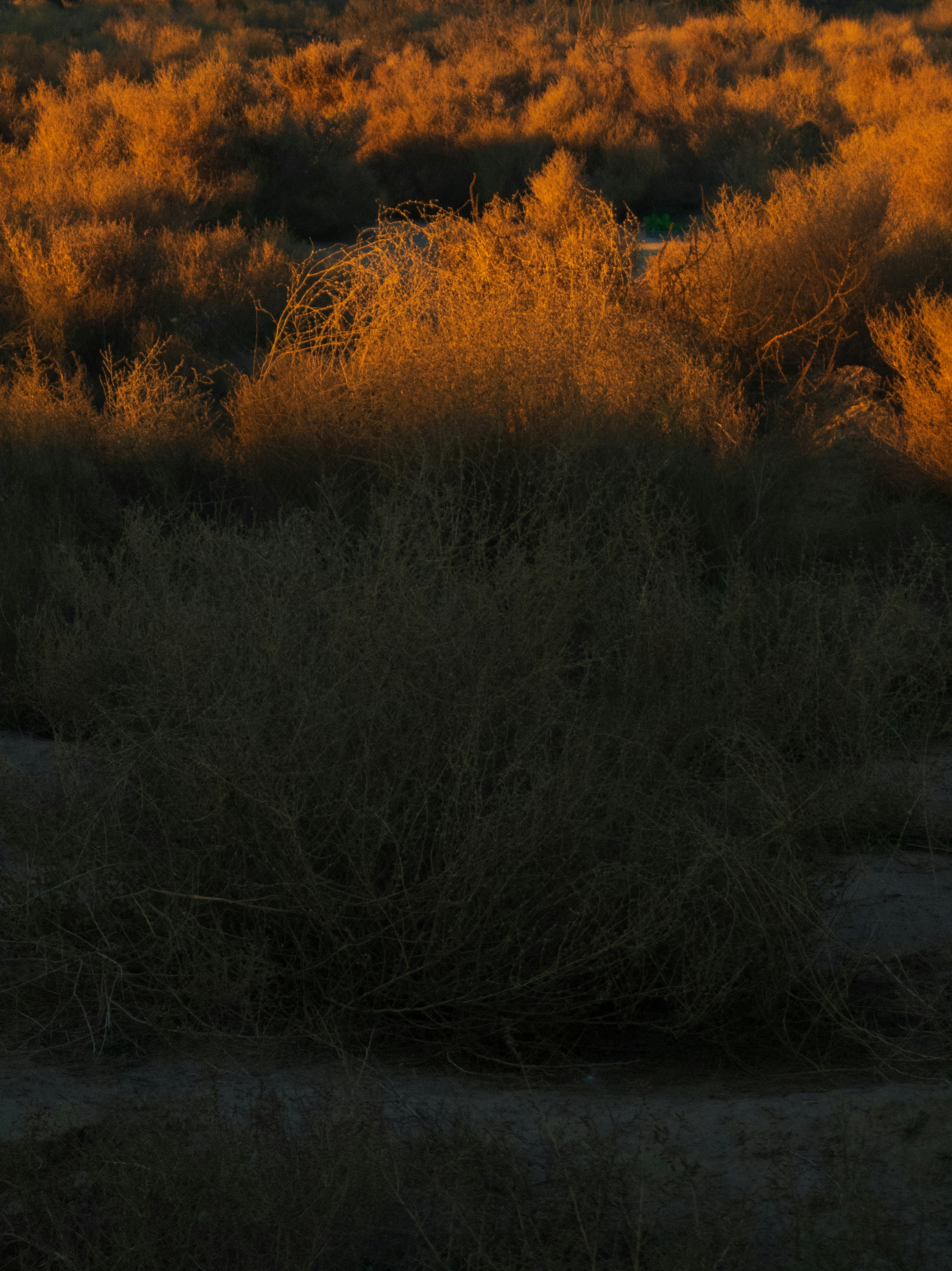 Tumbleweeds illuminated by golden hour sunlight