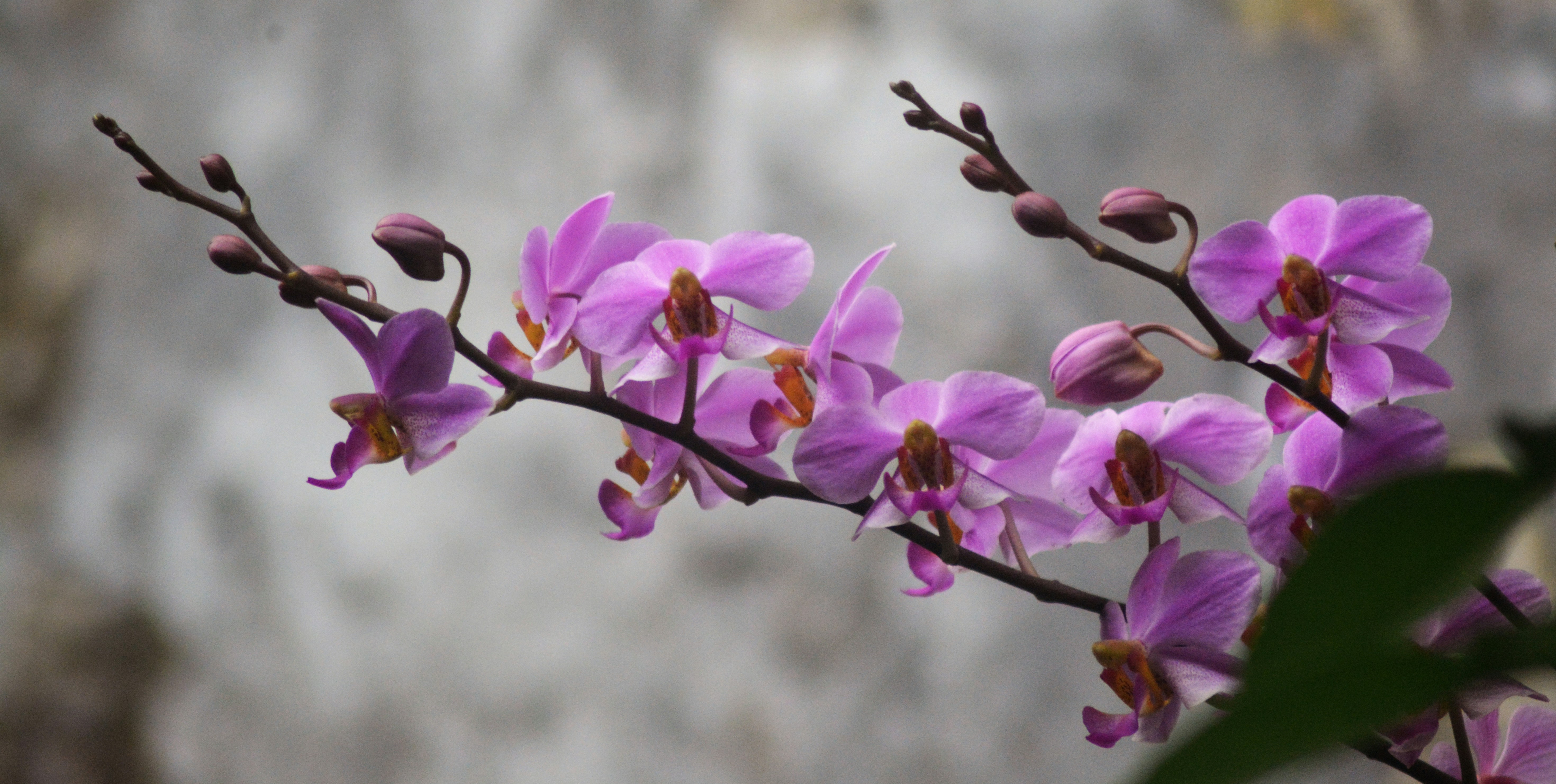Vivid Orchid Stem in Soft Focus Window