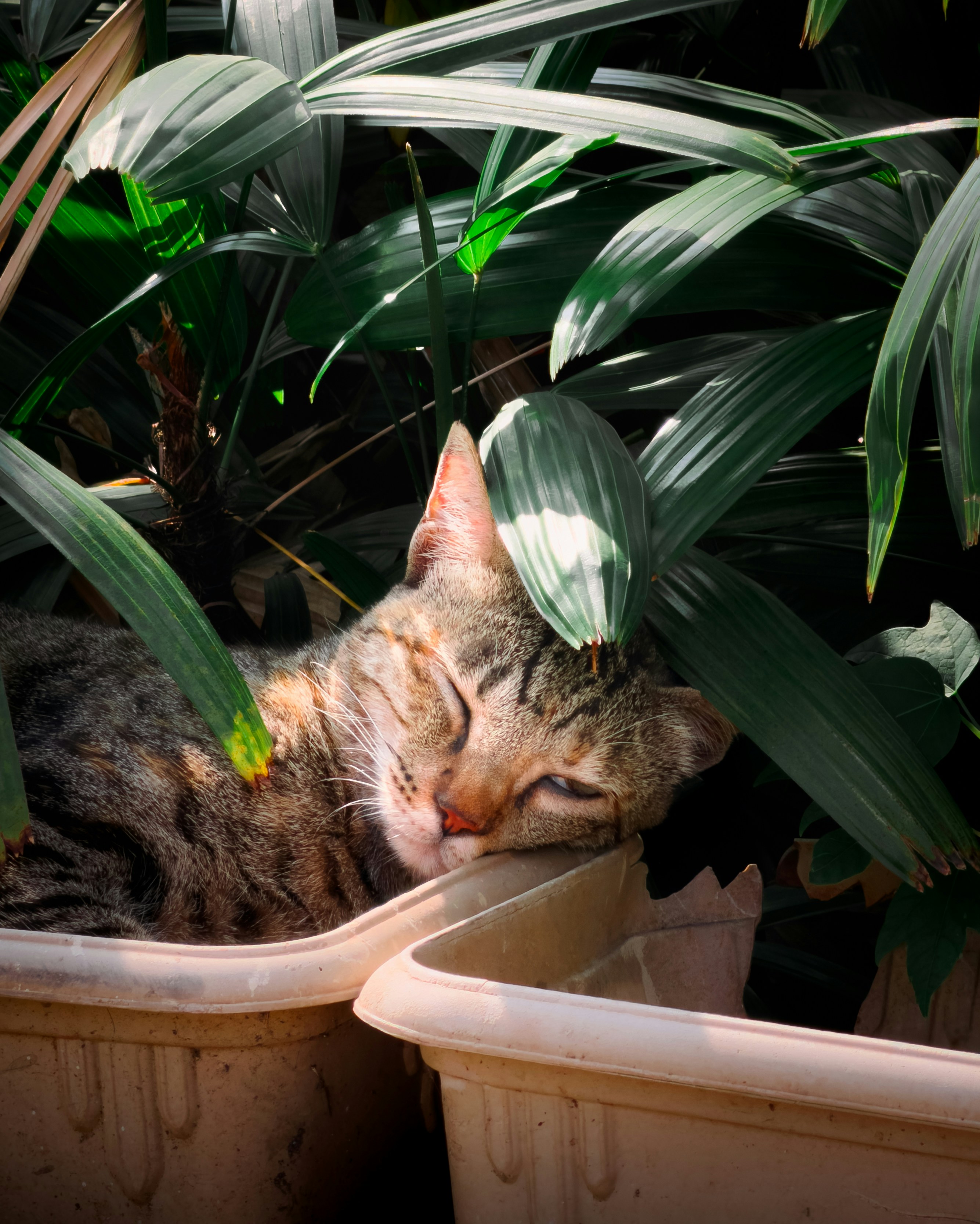 Nap Under the Jungle Canopy