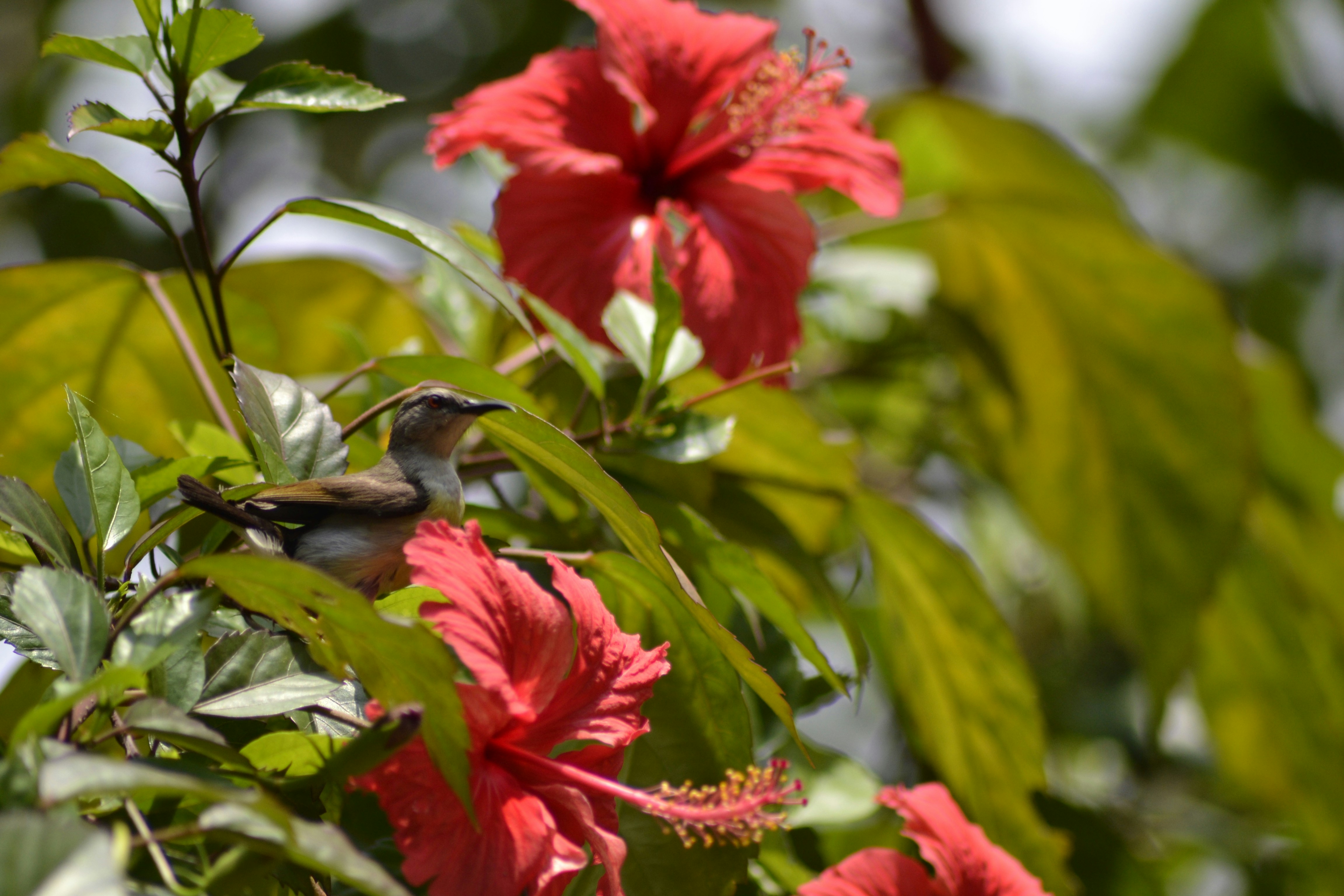 Hummingbird Amid Coral Bougainvillea