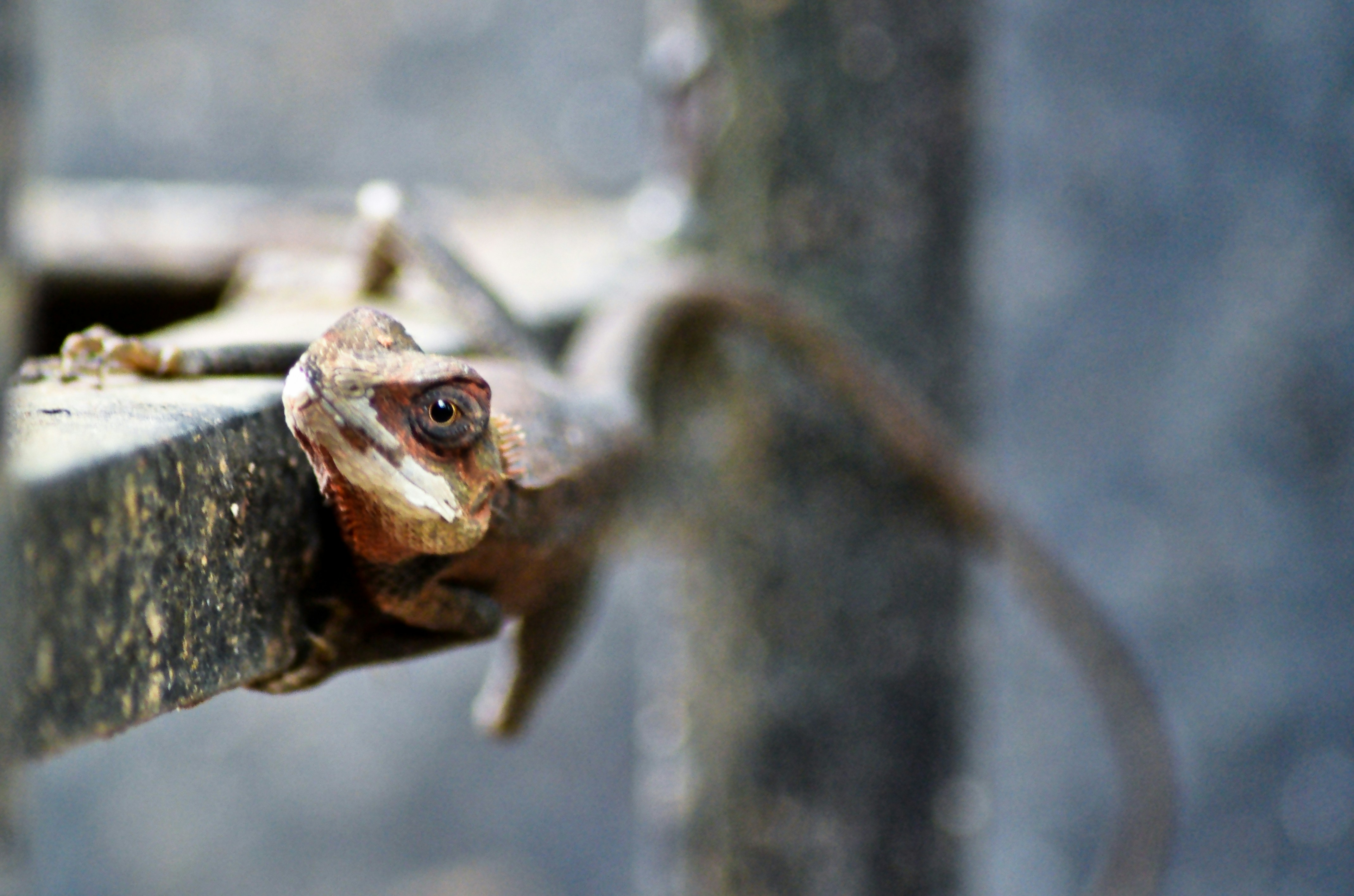 Rusted hinge, wary eye: a lone lizard clings to a corroded rail