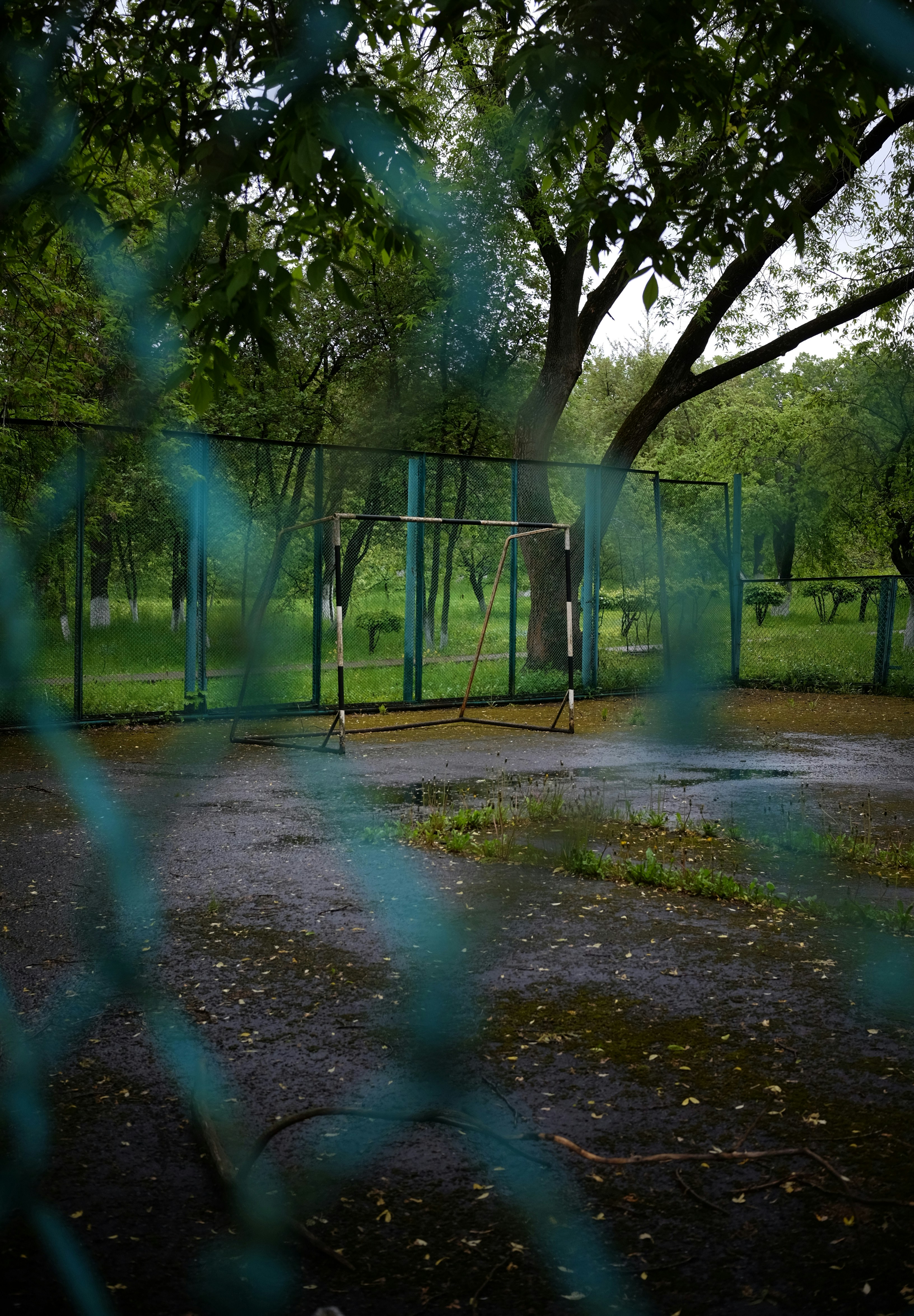 Green Fence in the Rain: A Hidden Court Through the Weave of Metal and Leaves