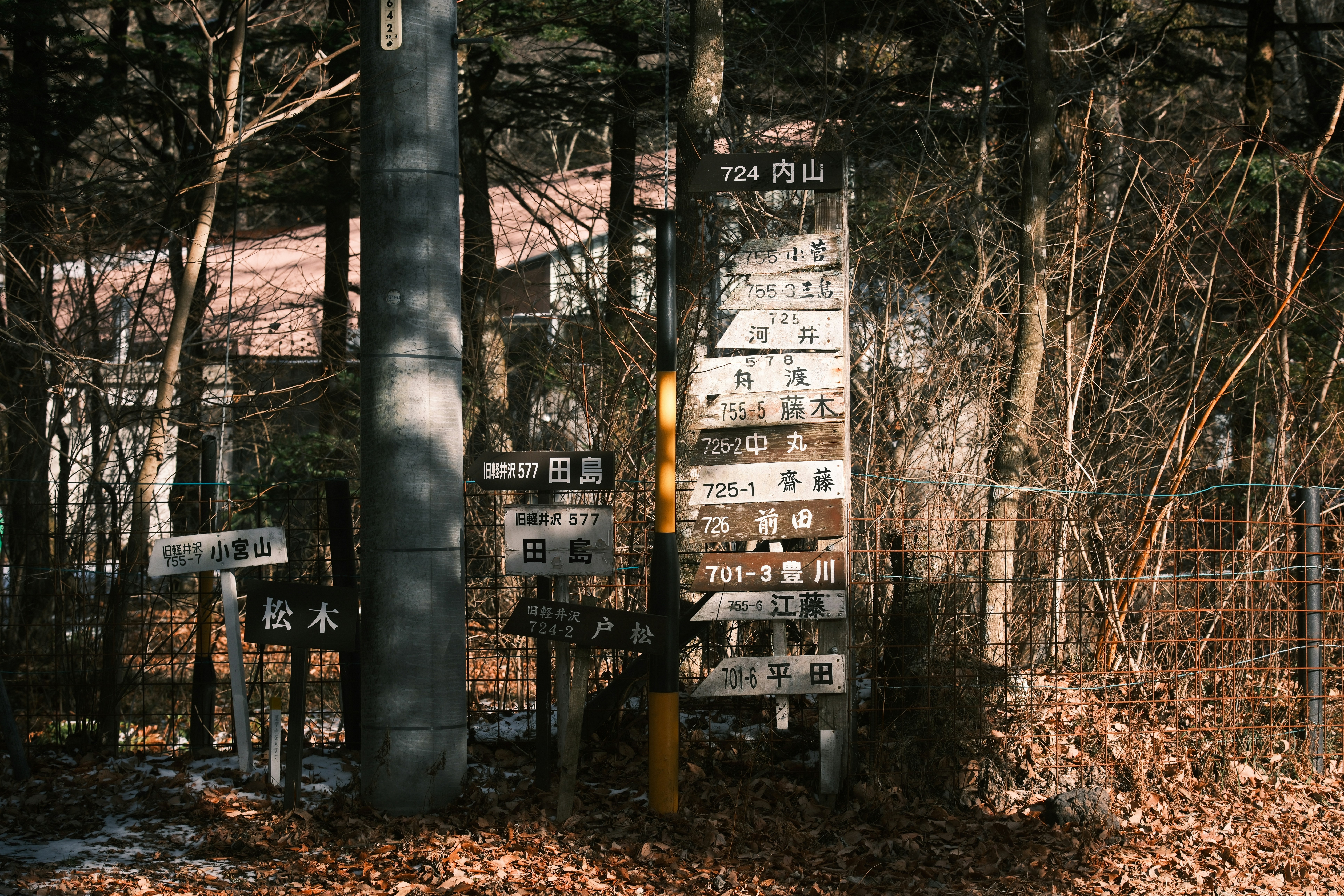 Forest Trail of Signs: A Quiet Meadow of Directions