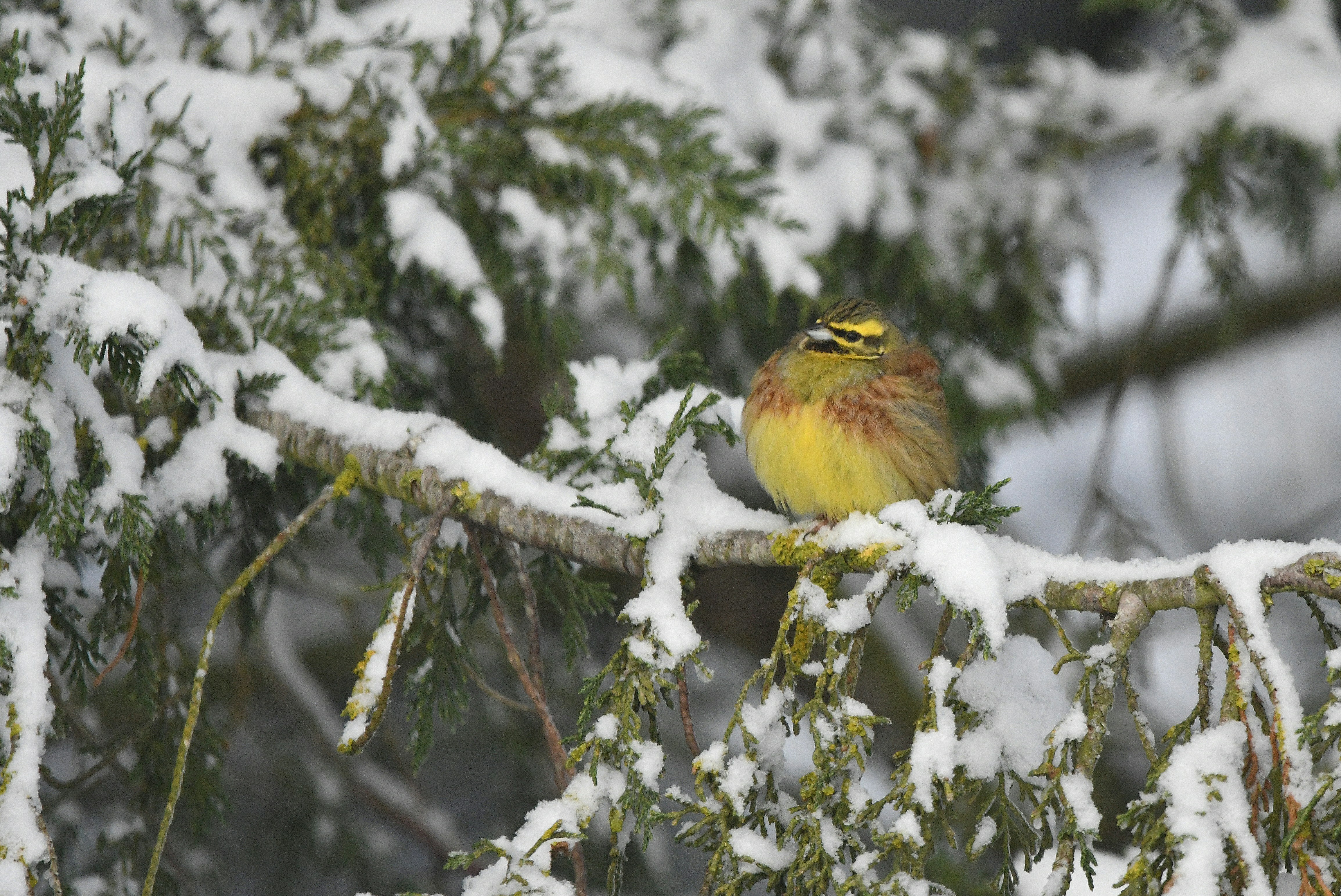 Winter Redstart perches on snowy cedar