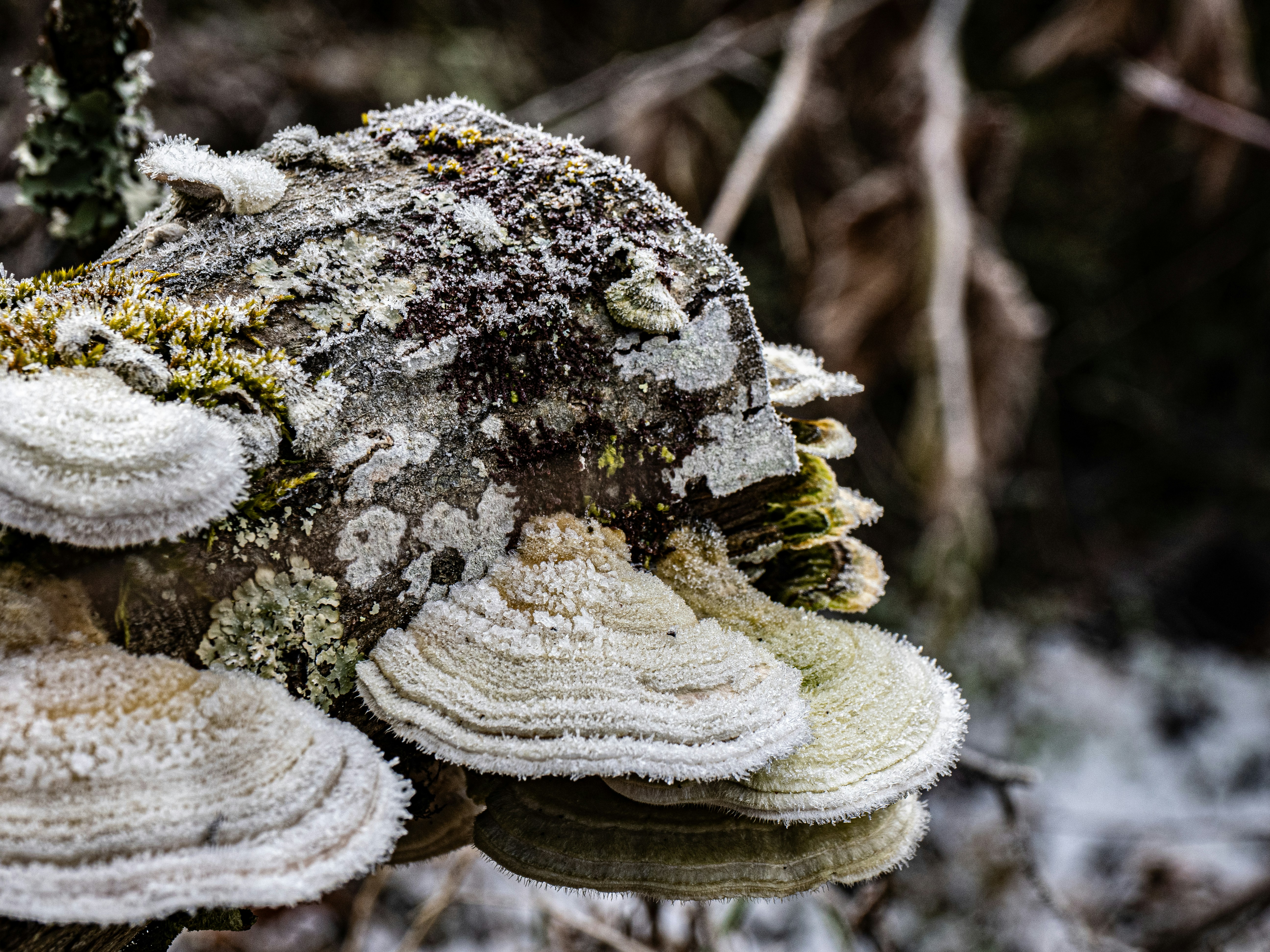 Moss and Oyster Fungus on a Weathered Tree Trunk