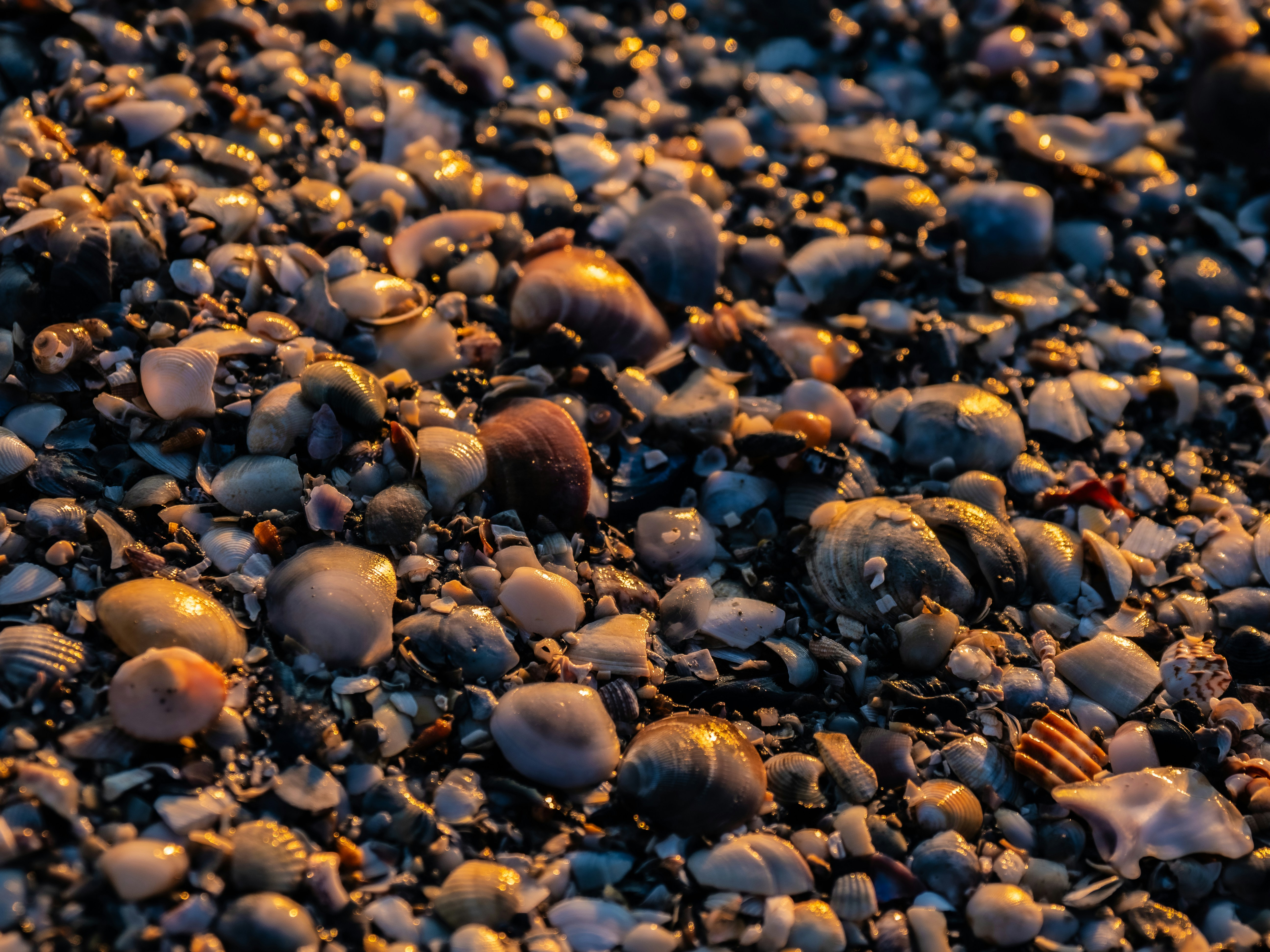 Amber Pebbles at Dusk: A Quiet Shoreline Mosaic