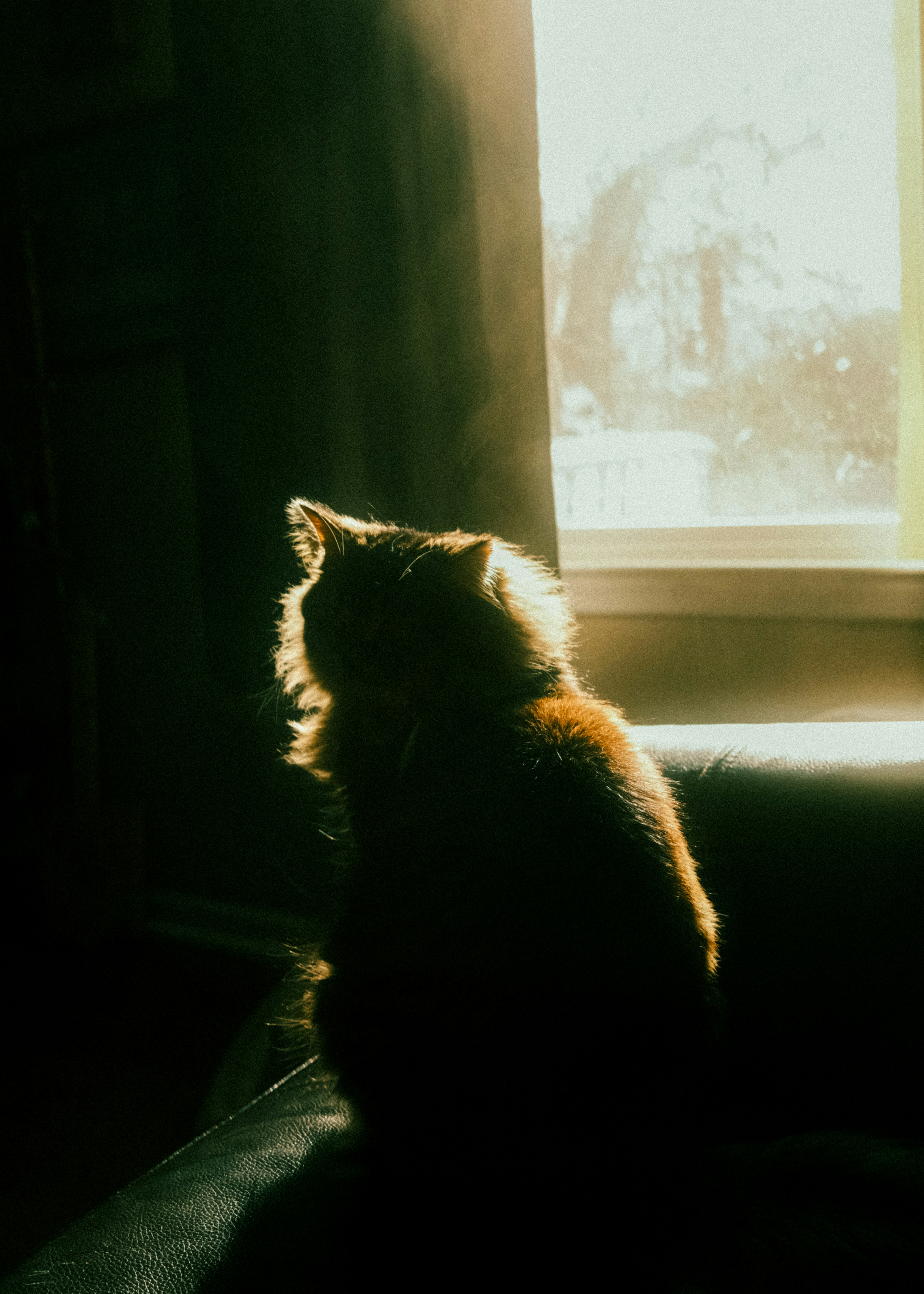 Sunlit Window Watcher: Backlit Cat in Quiet Room