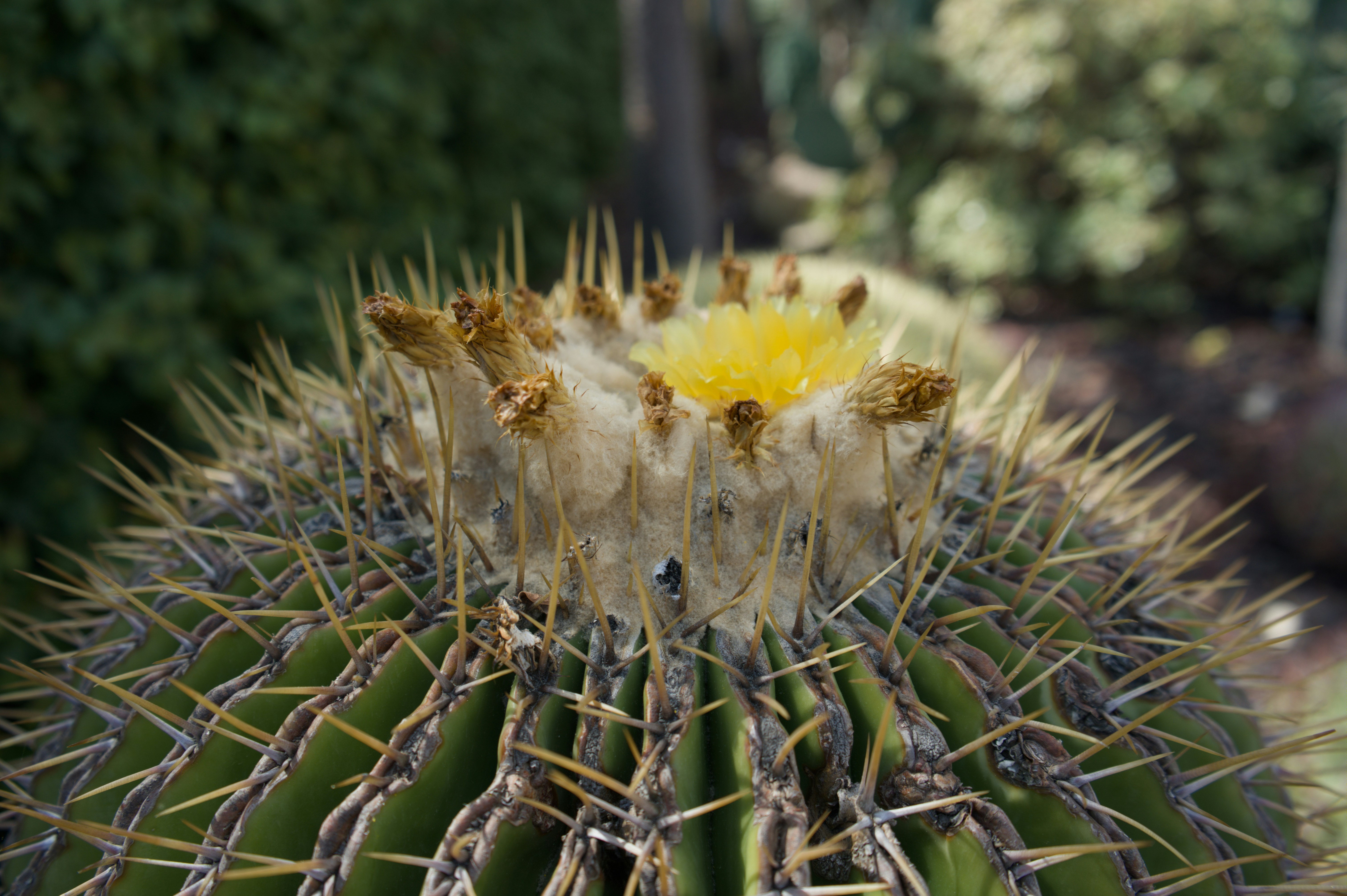Yellow bloom on a spiky crown: a cactus in spring bloom