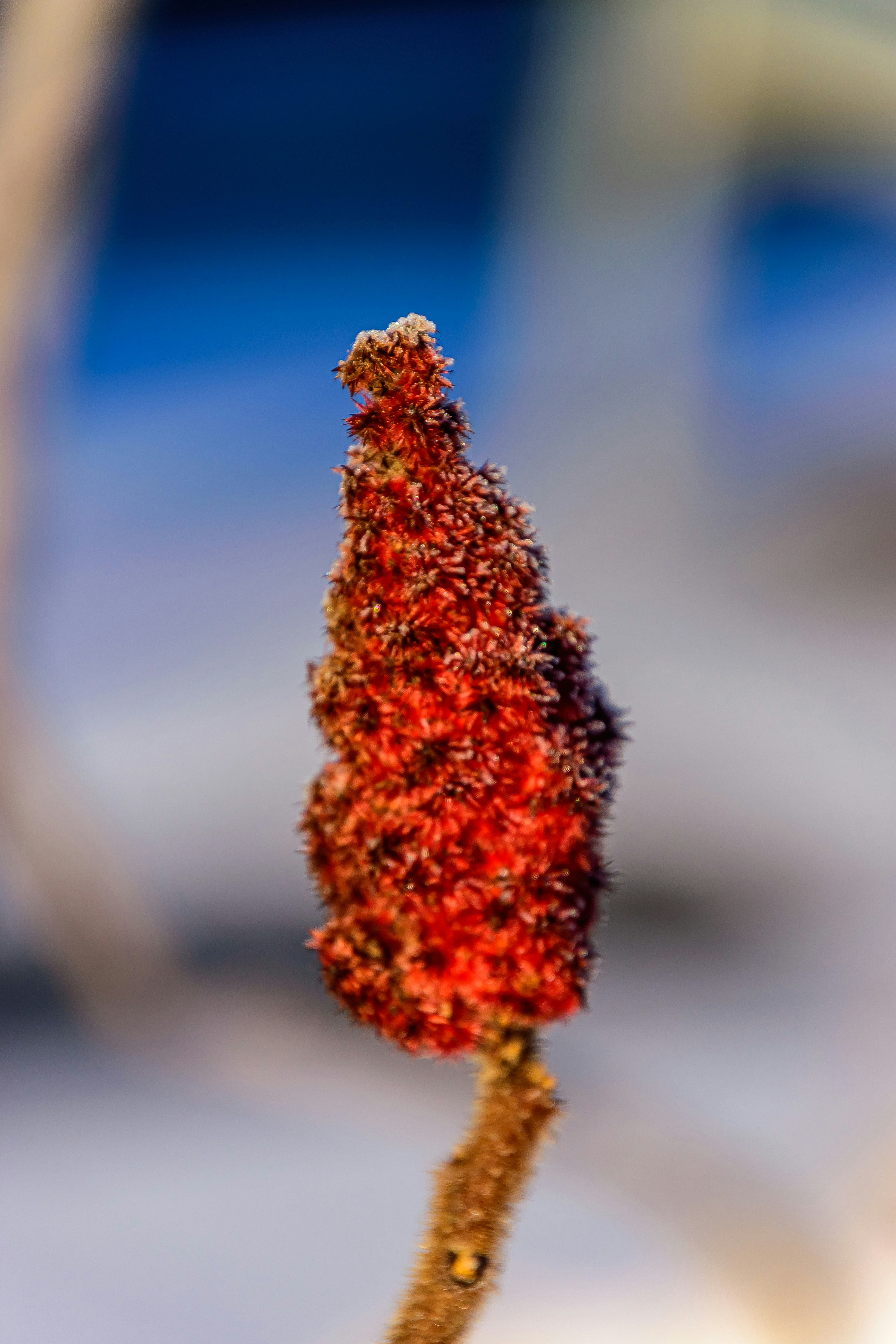 Crimson Spike: A Close-Up of a Frosted Wildflower Amid Blur