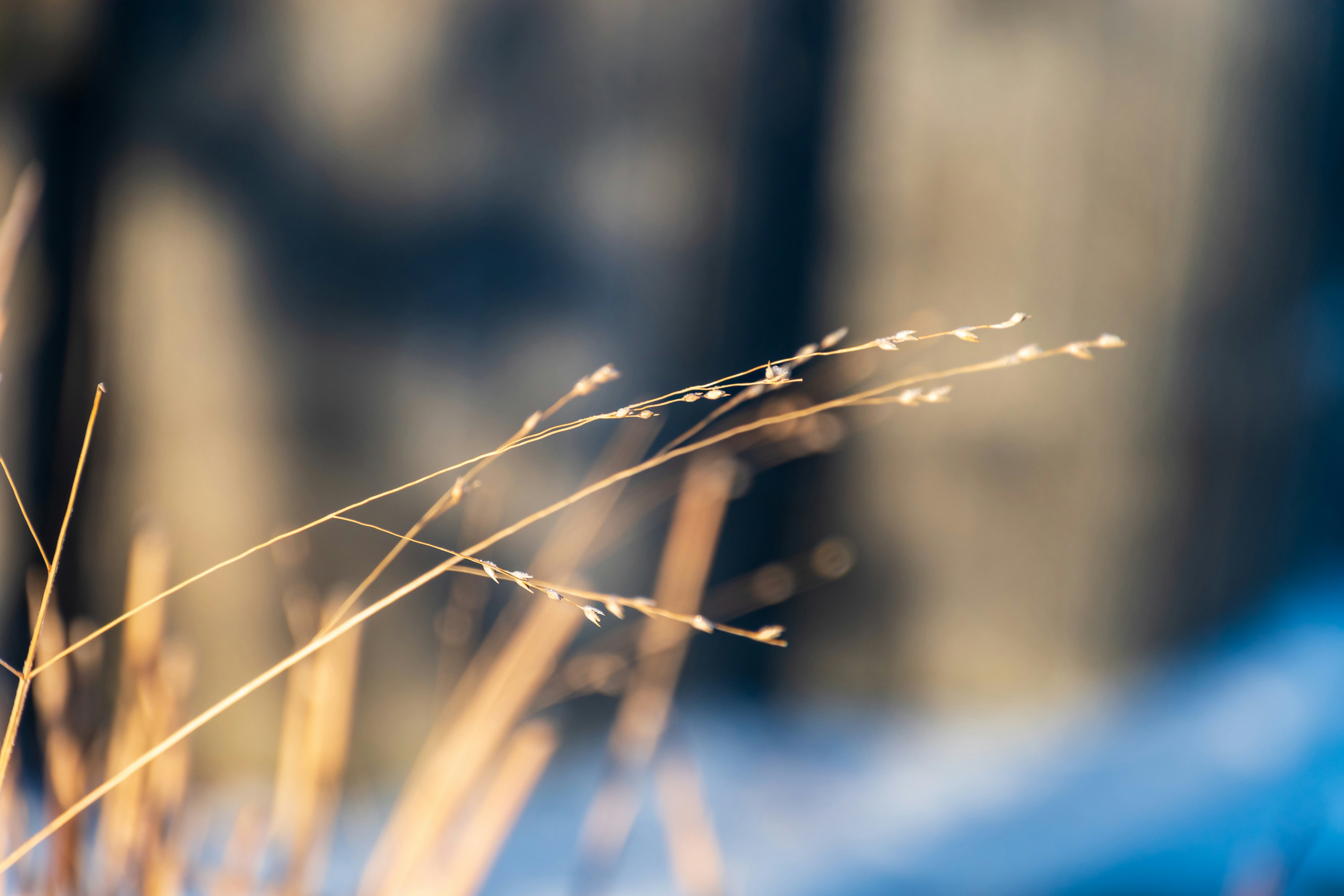Gold-threaded Grass in Winter Light