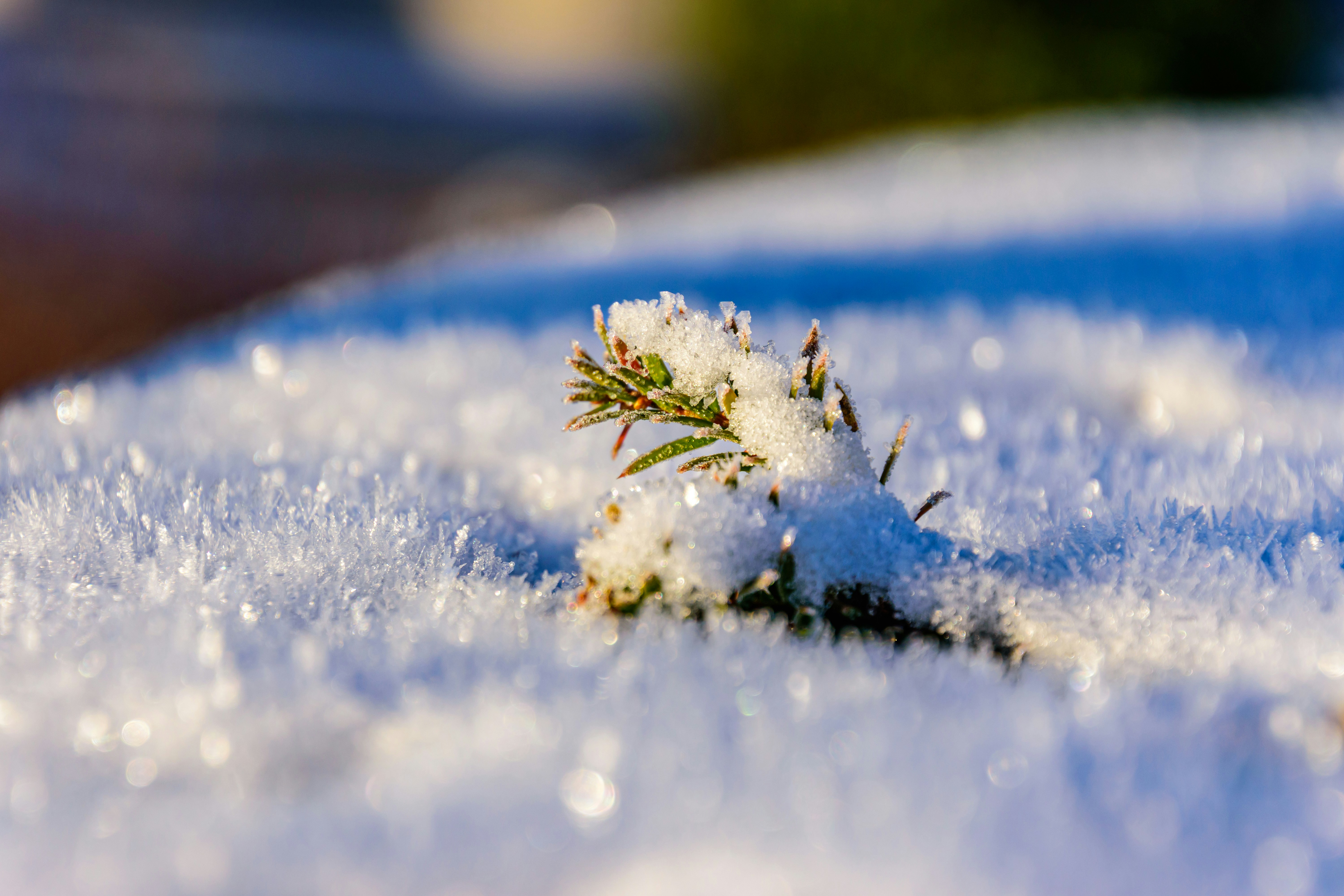 Snow-kissed Pinelet Tangled in Frost