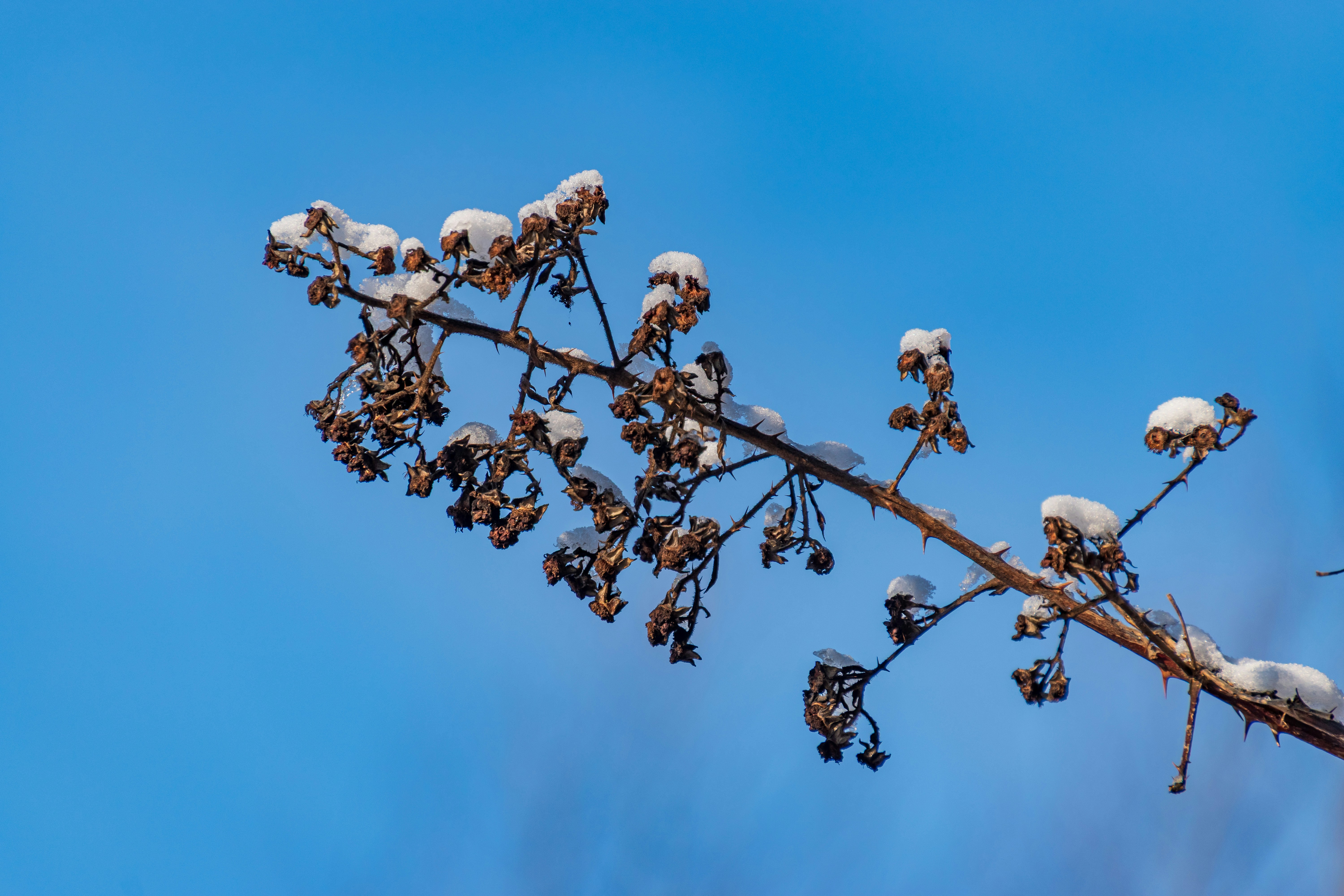 Snow-capped buds against a clear azure sky