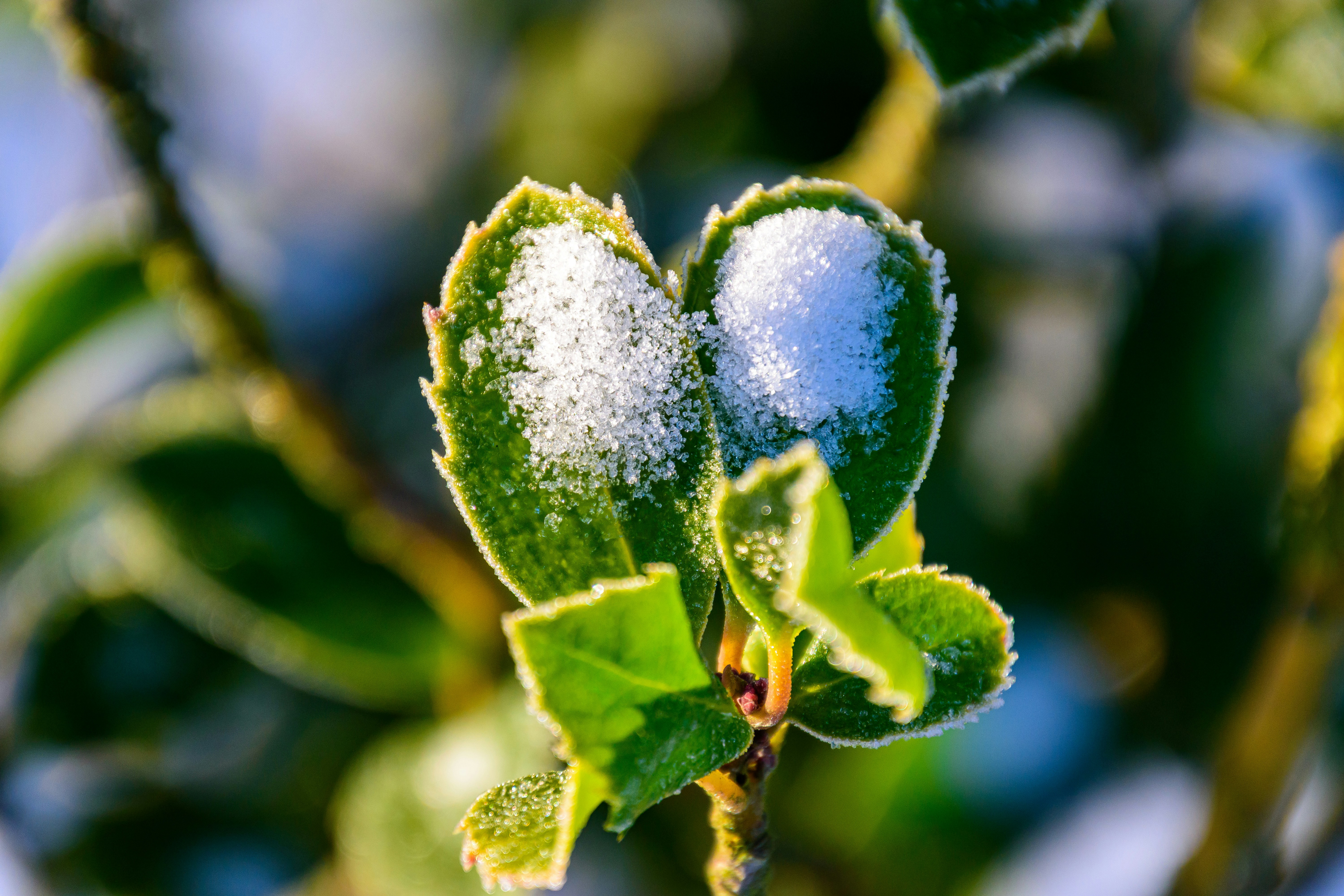 Frost-kissed Buds: A Close Look at Winter’s Tiny Greens