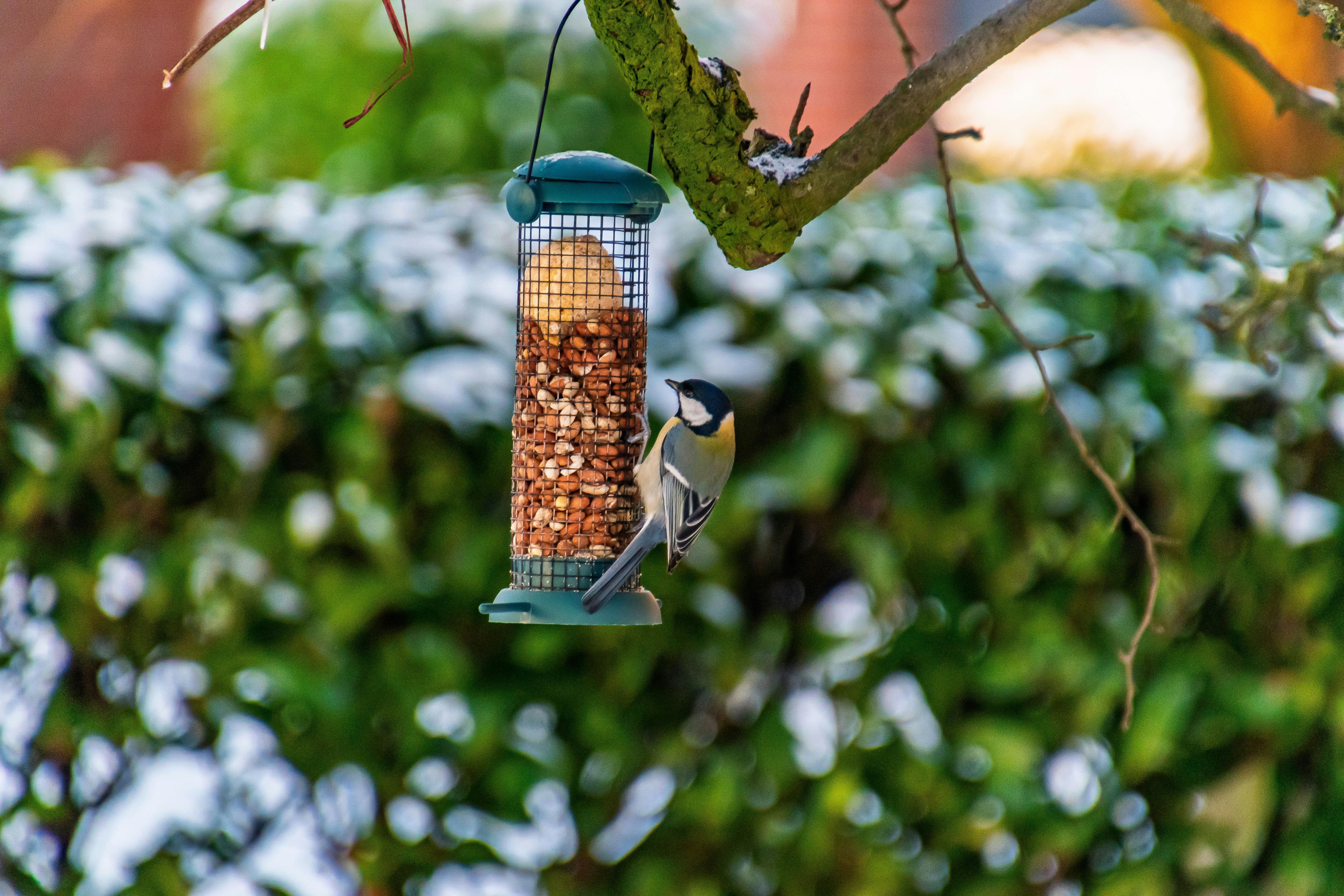 Tiny Bird at the Nut Feeder: A Moment of Quiet in the Garden
