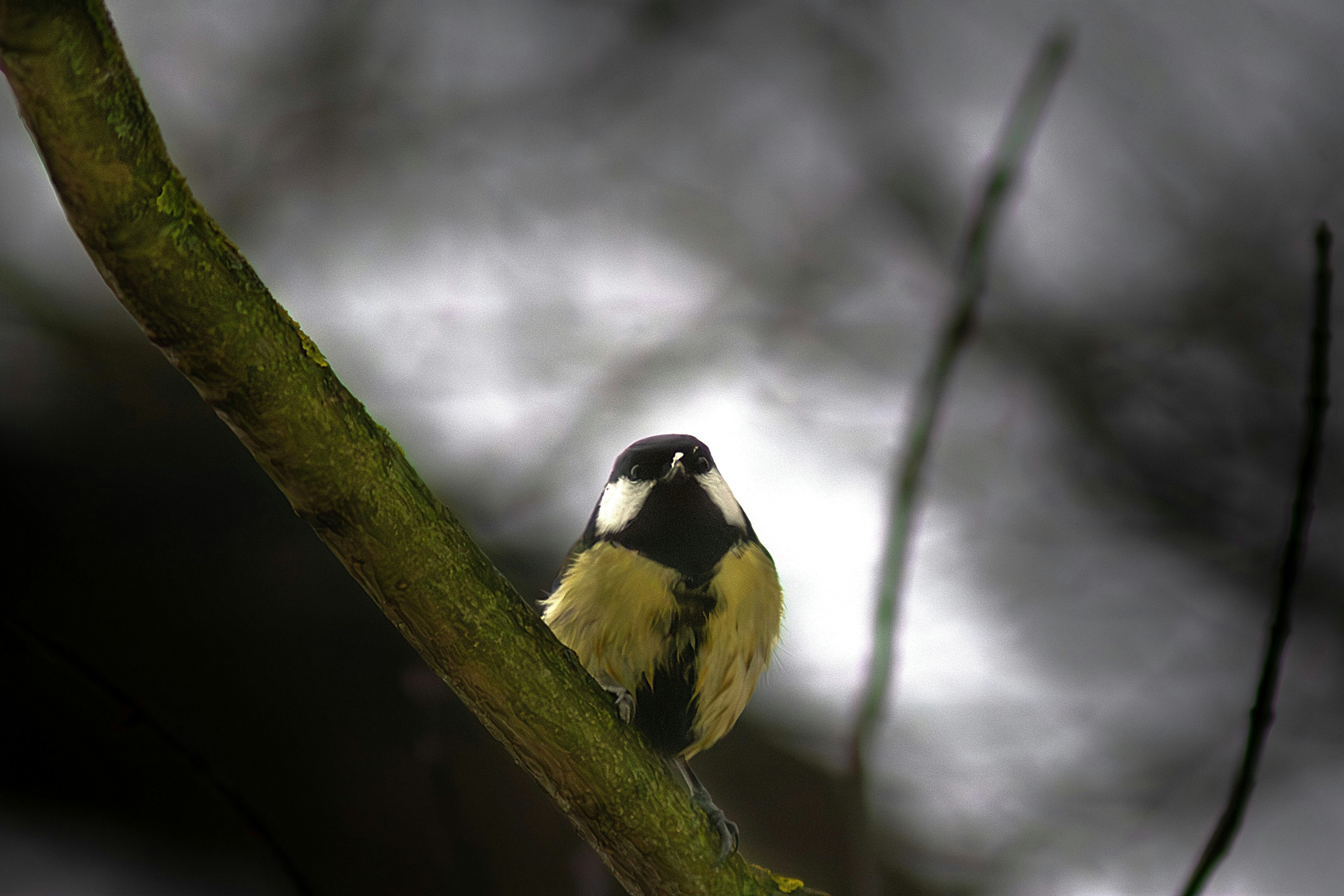 In the Quiet Knot of a Winter Branch