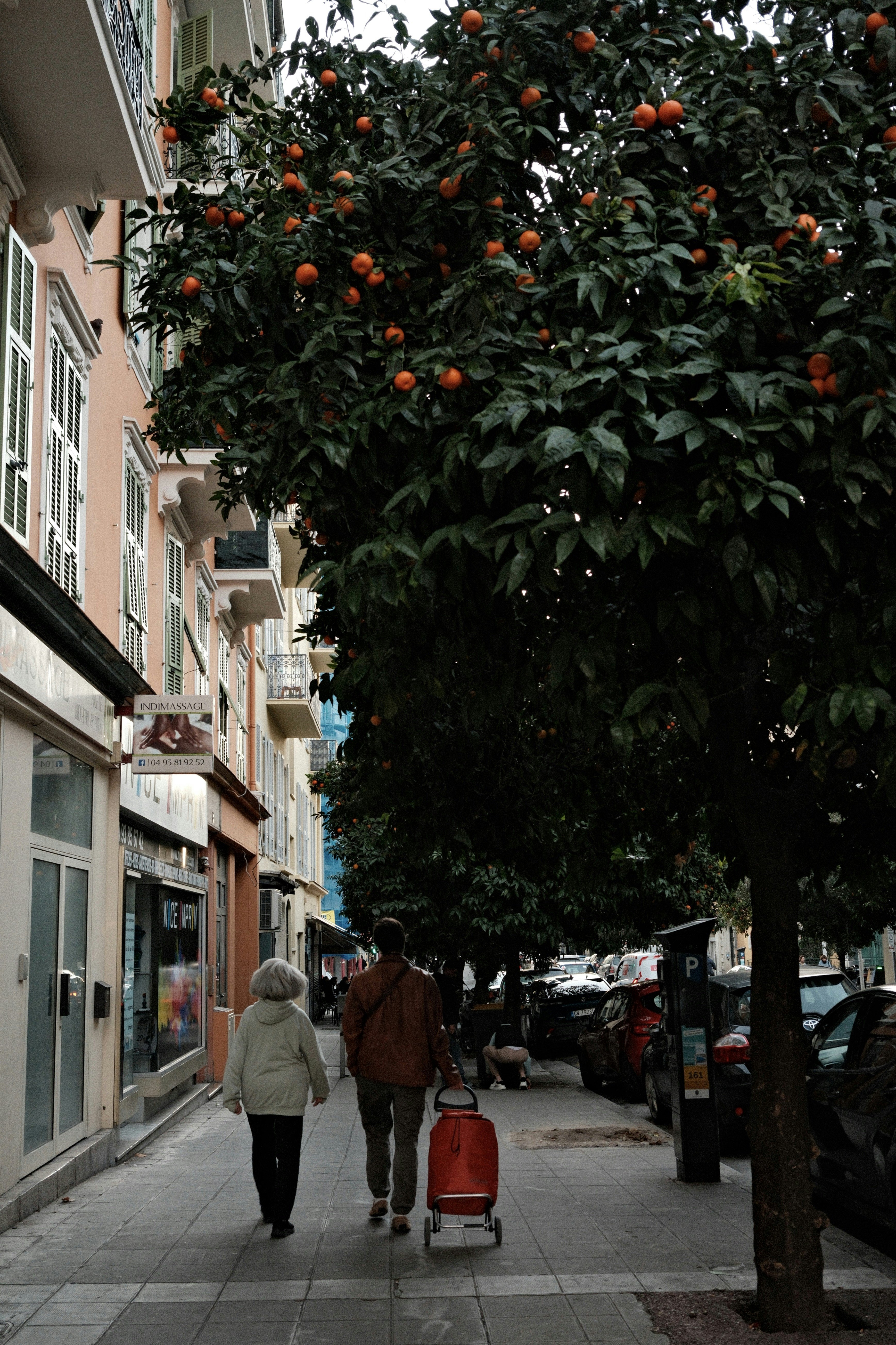 Orange Tree In The Urban Alleyway