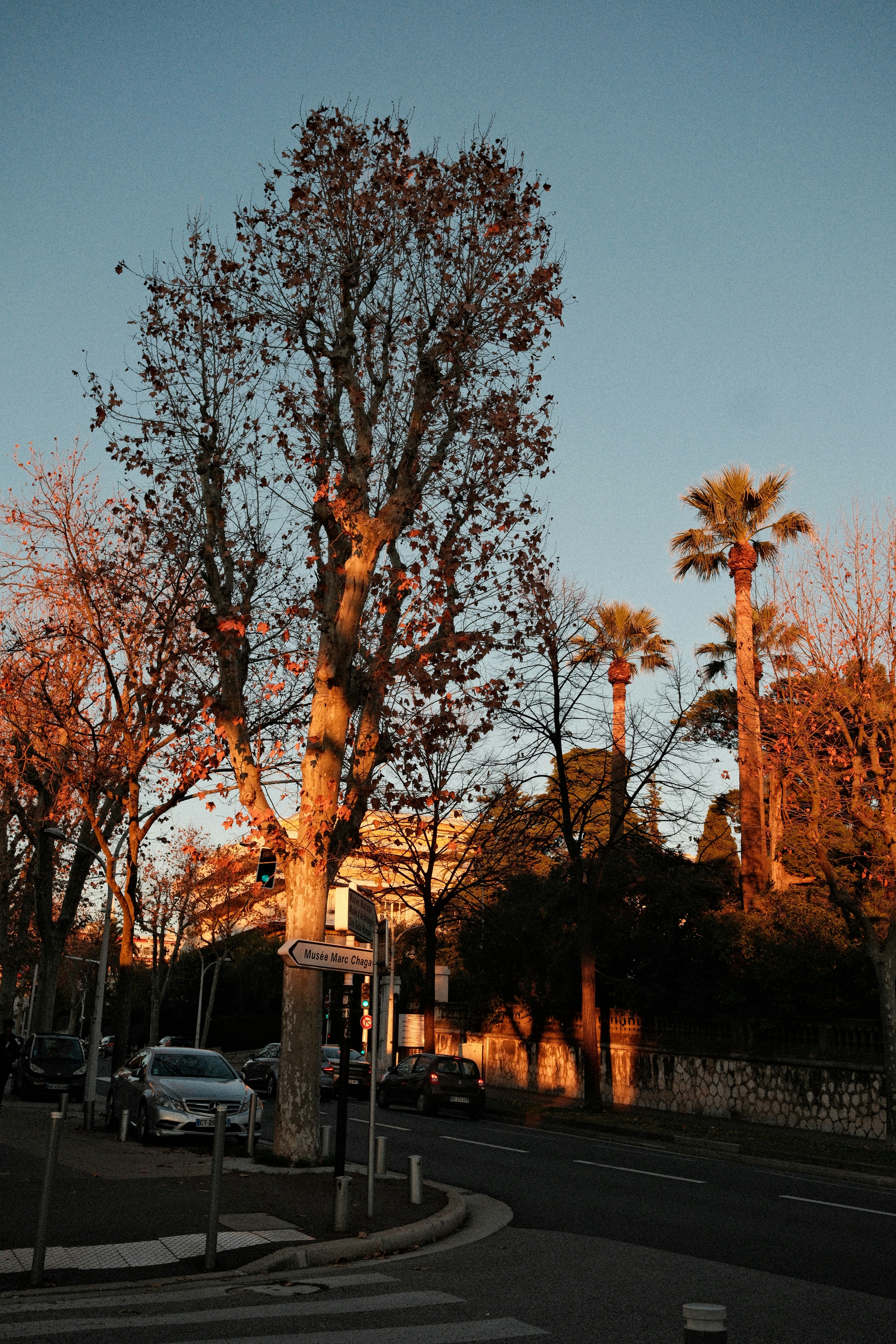 Golden Hour on Elm Street