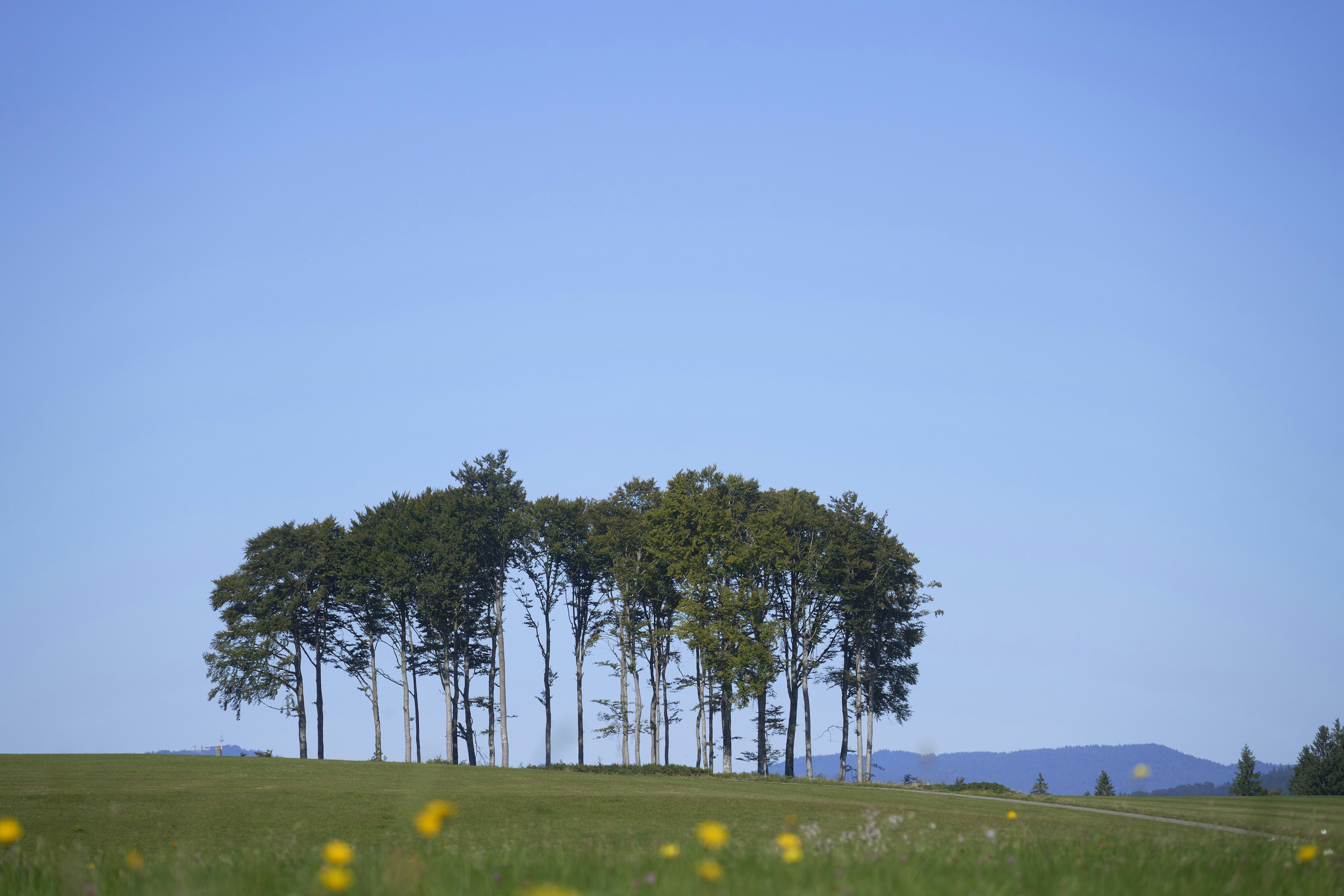 Cluster of Pines on a Gentle Hill under a Clear Blue Sky