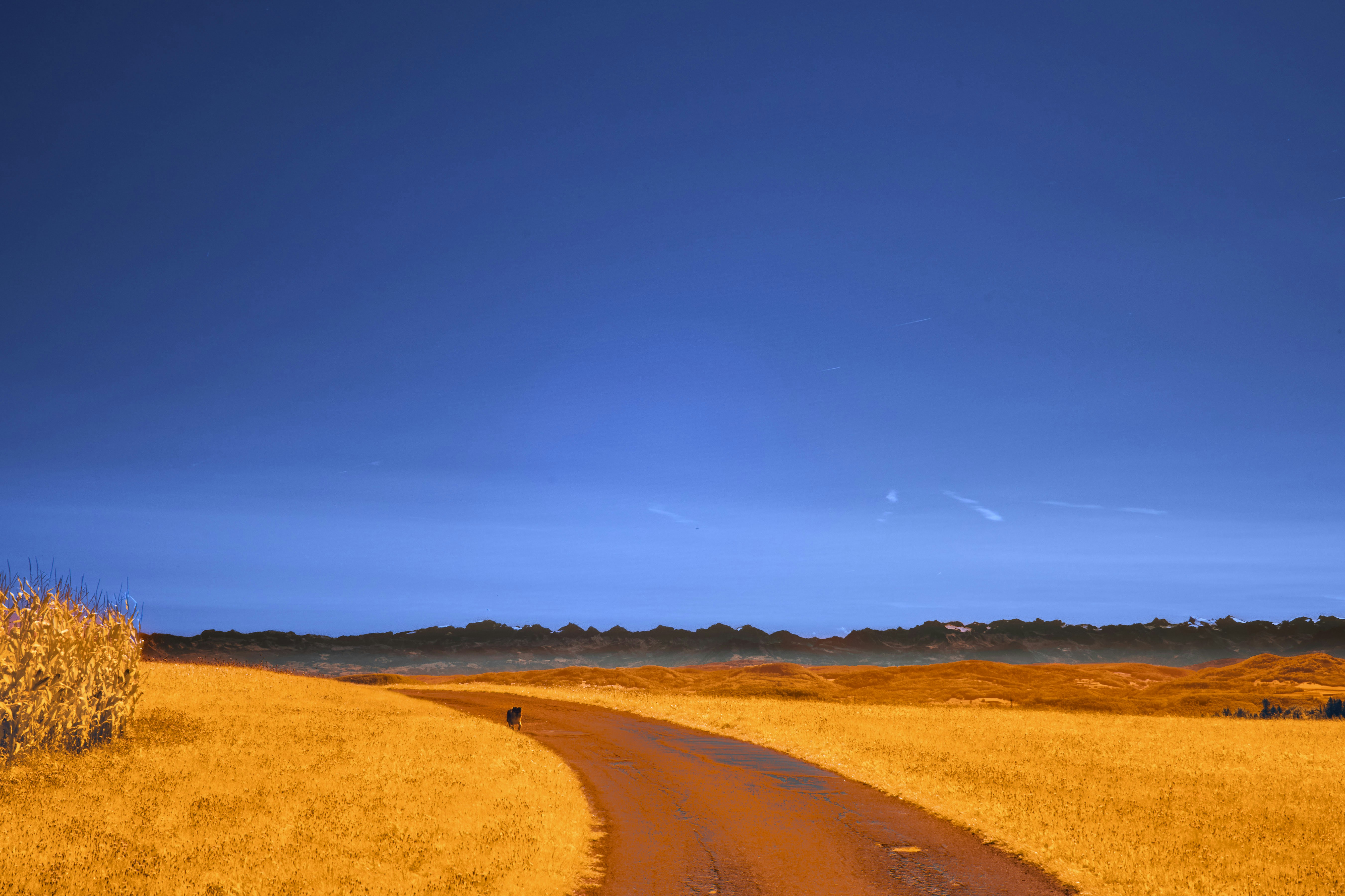 Golden Path through Blue Dunes Under a Cerulean Dome