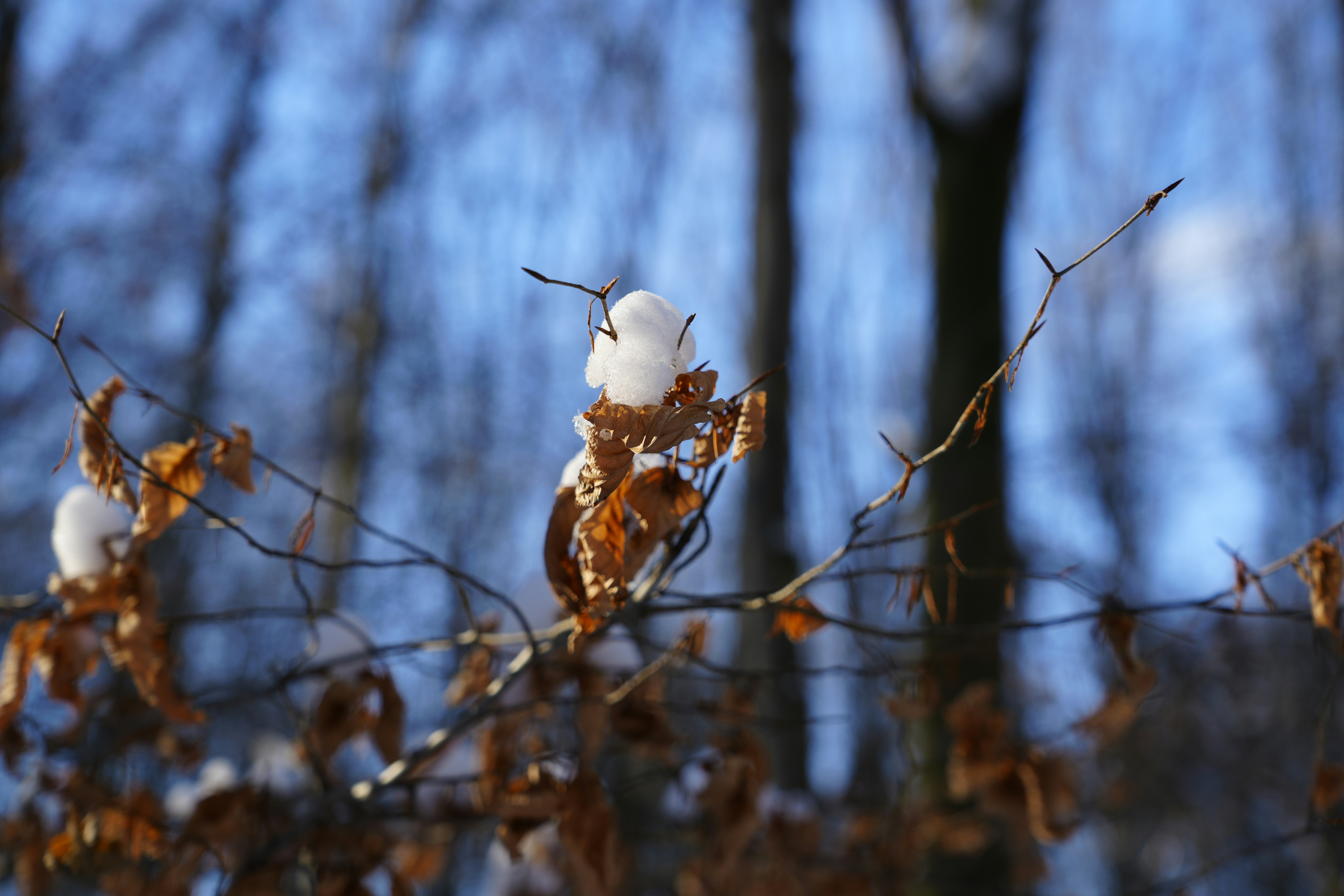 Snowball Kissed by Autumn with Distant Forest Silhouettes