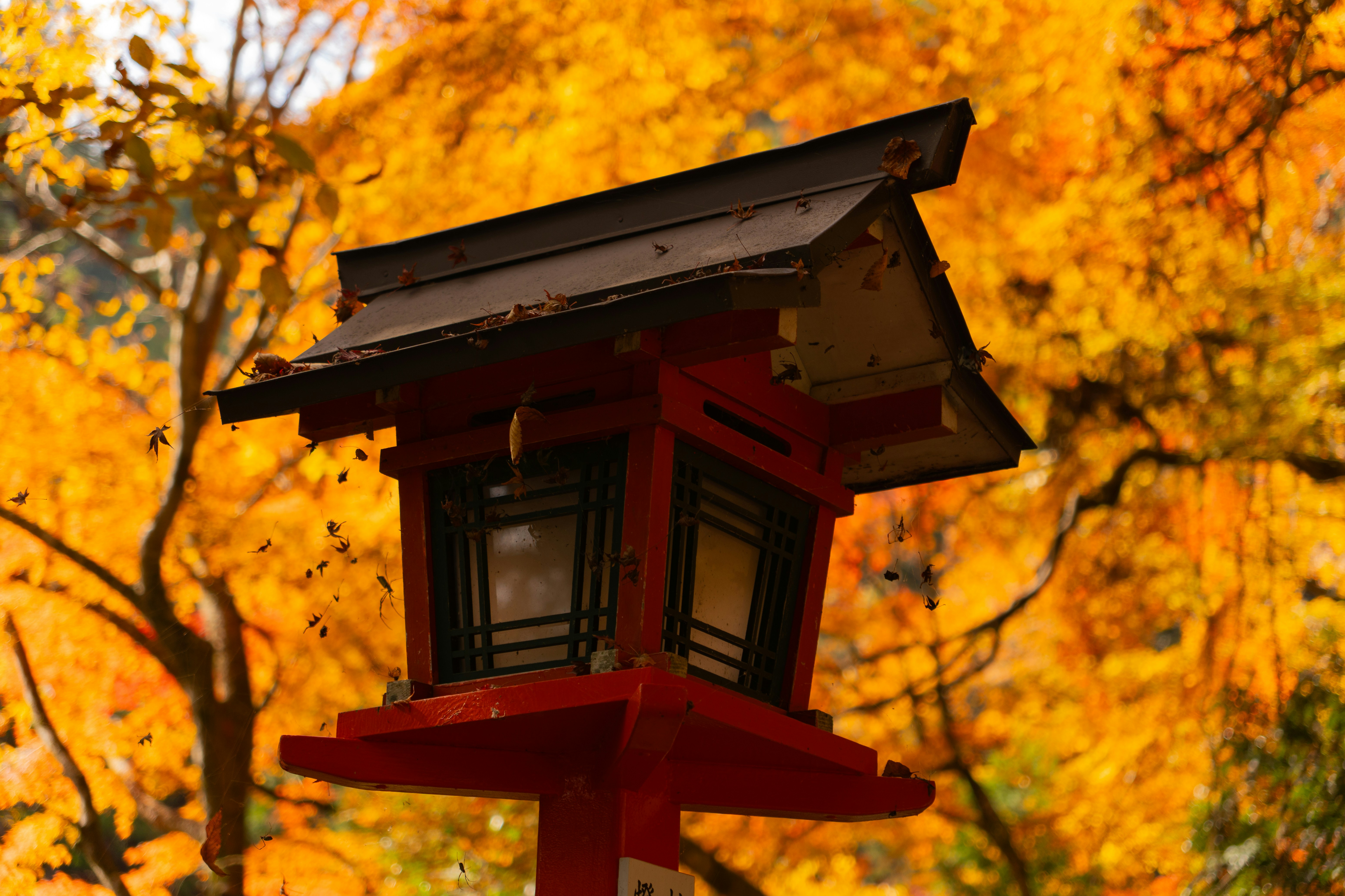 Red Lantern Standing Against Autumn Flame