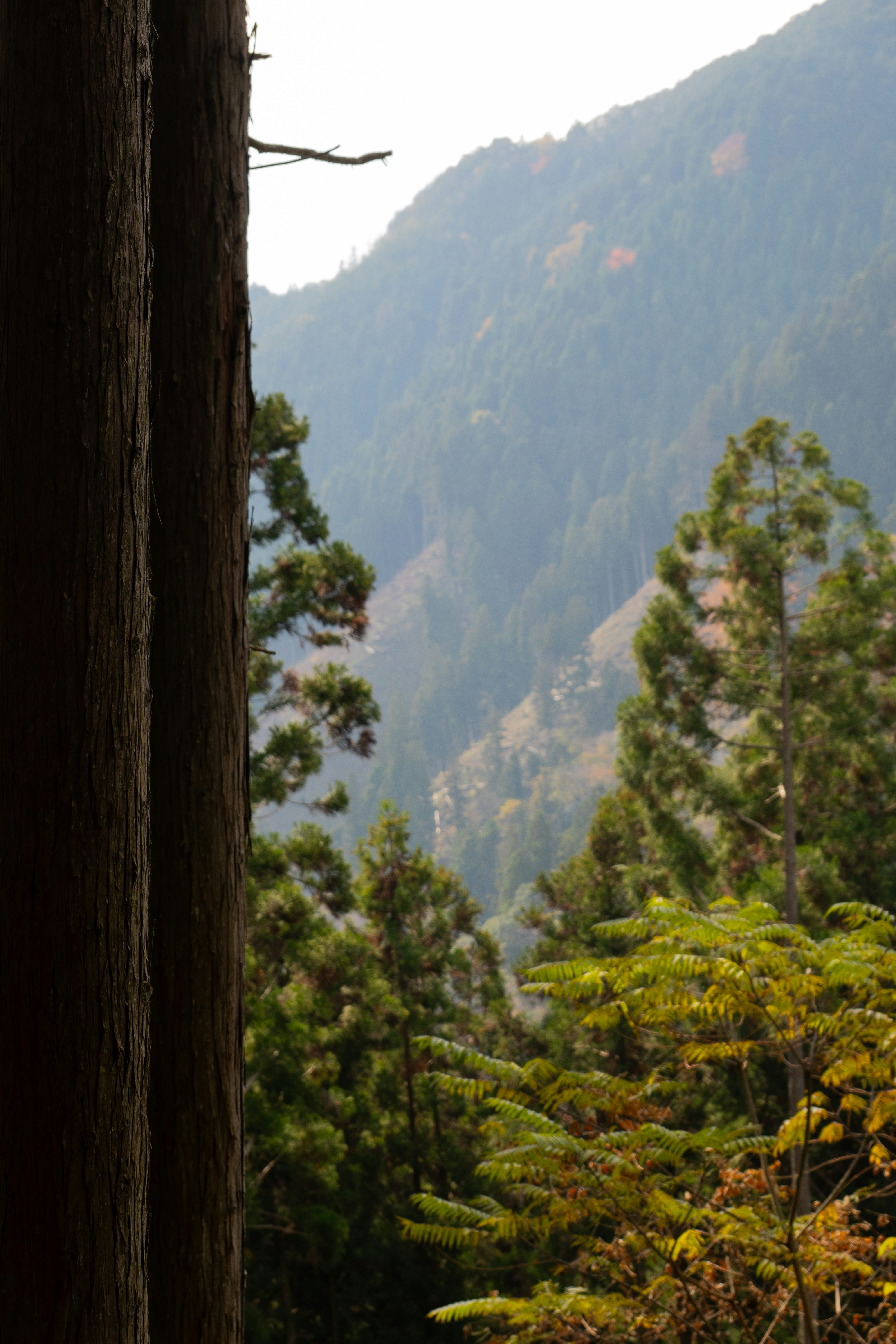 Ancient Trunk Framing a Mountain Forest