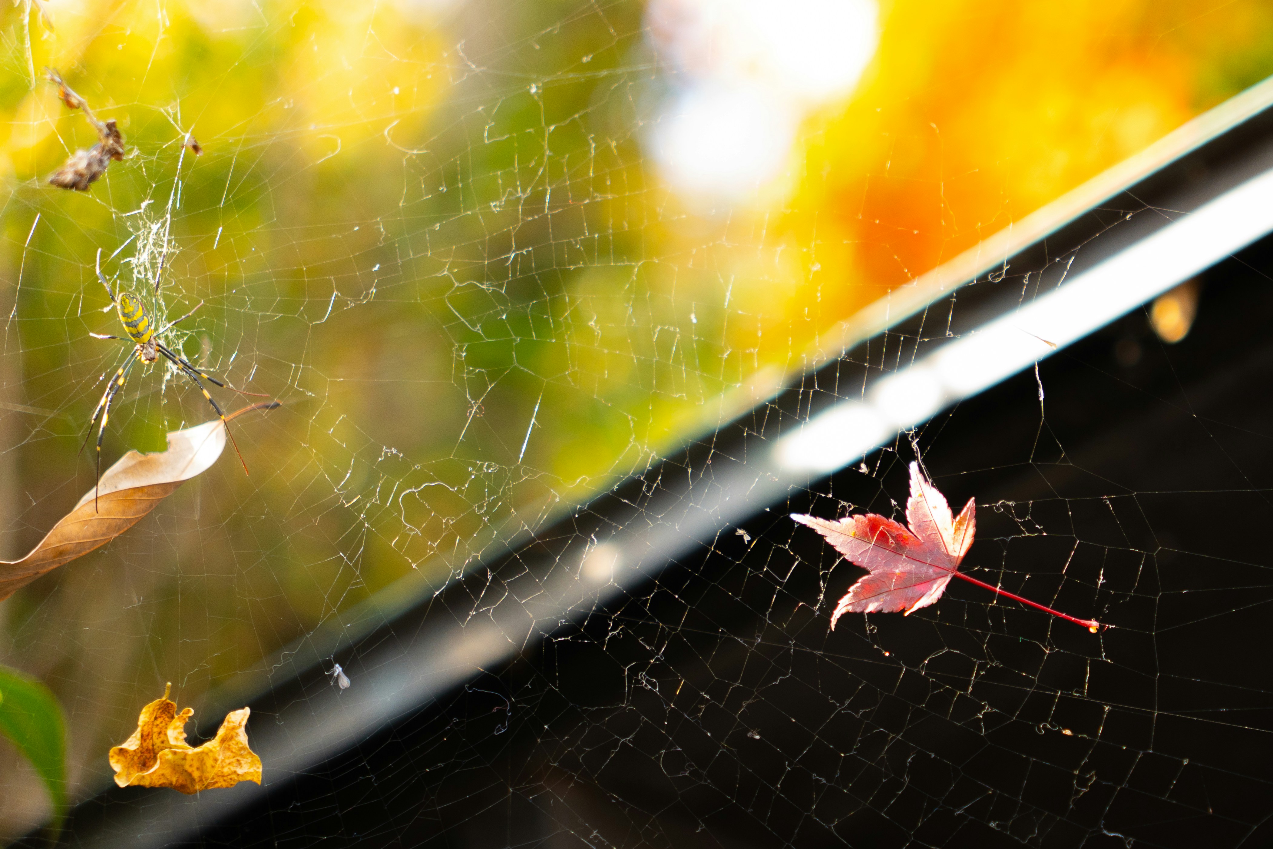 Autumn Web: A delicate tapestry over a sunlit railing