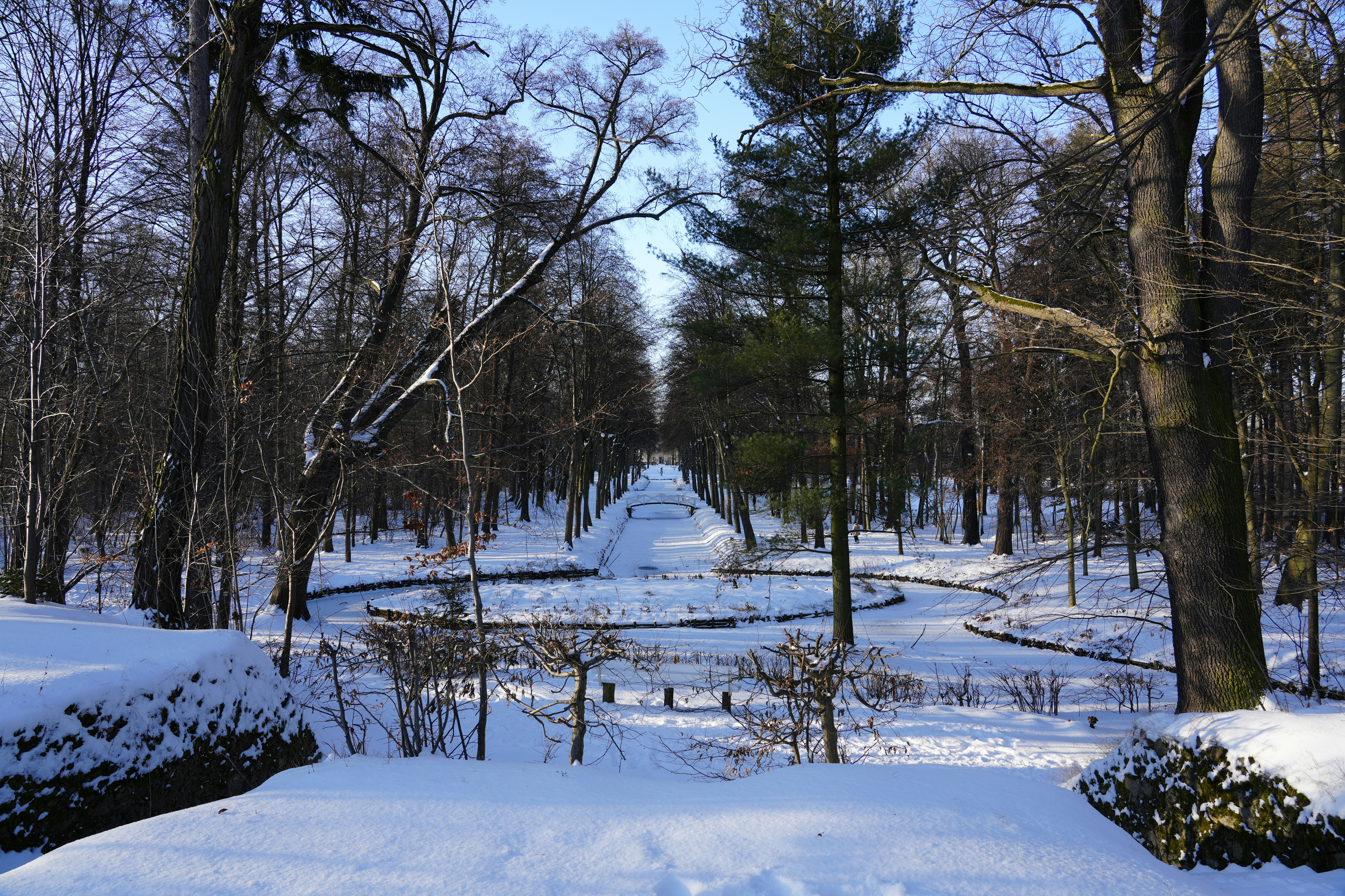 Winter Avenue: A Snow-Blanketed Path Through a Quiet Forest