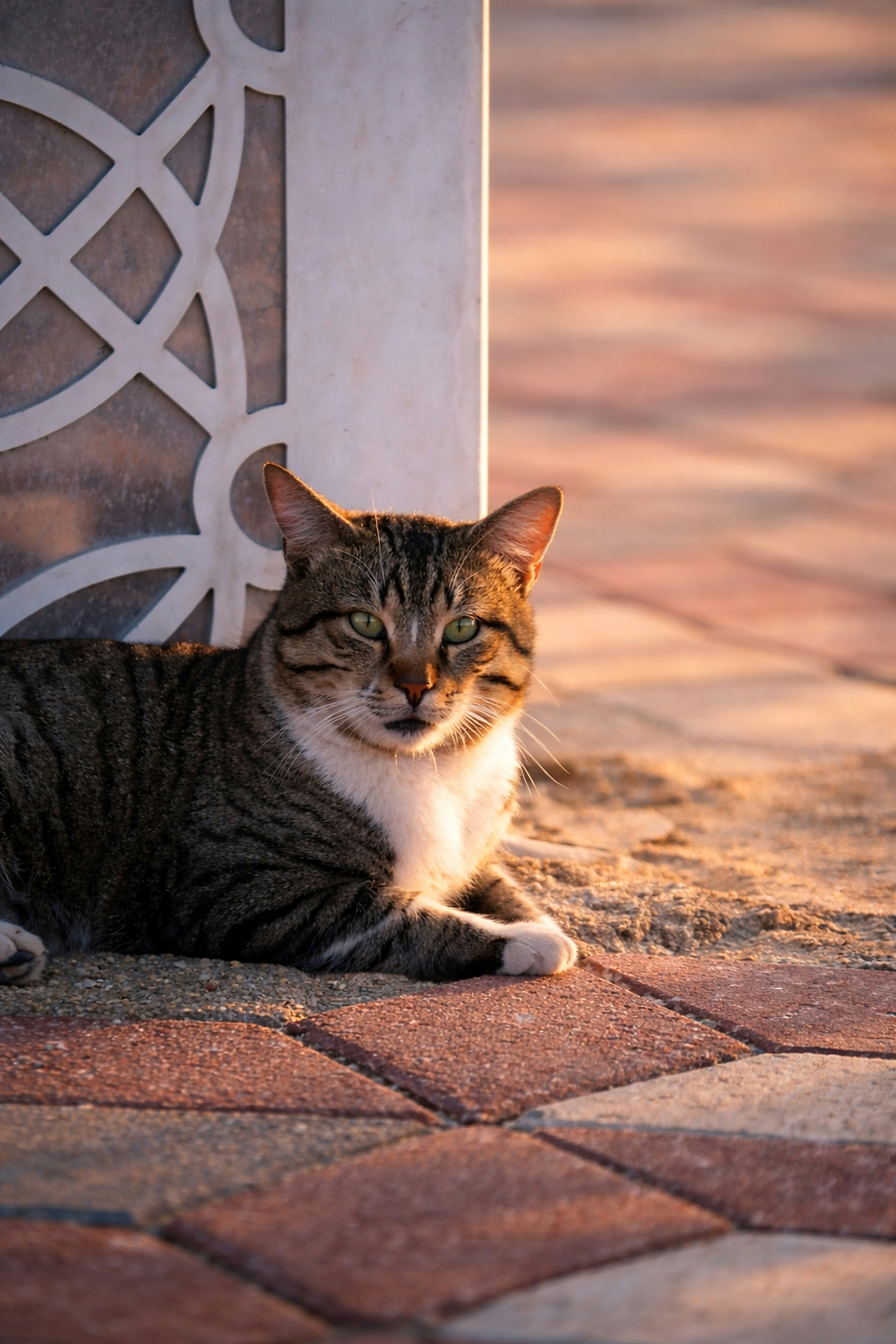 Sunny Street Guardian: A Cat Lounges by Ornate Panel at Golden Hour