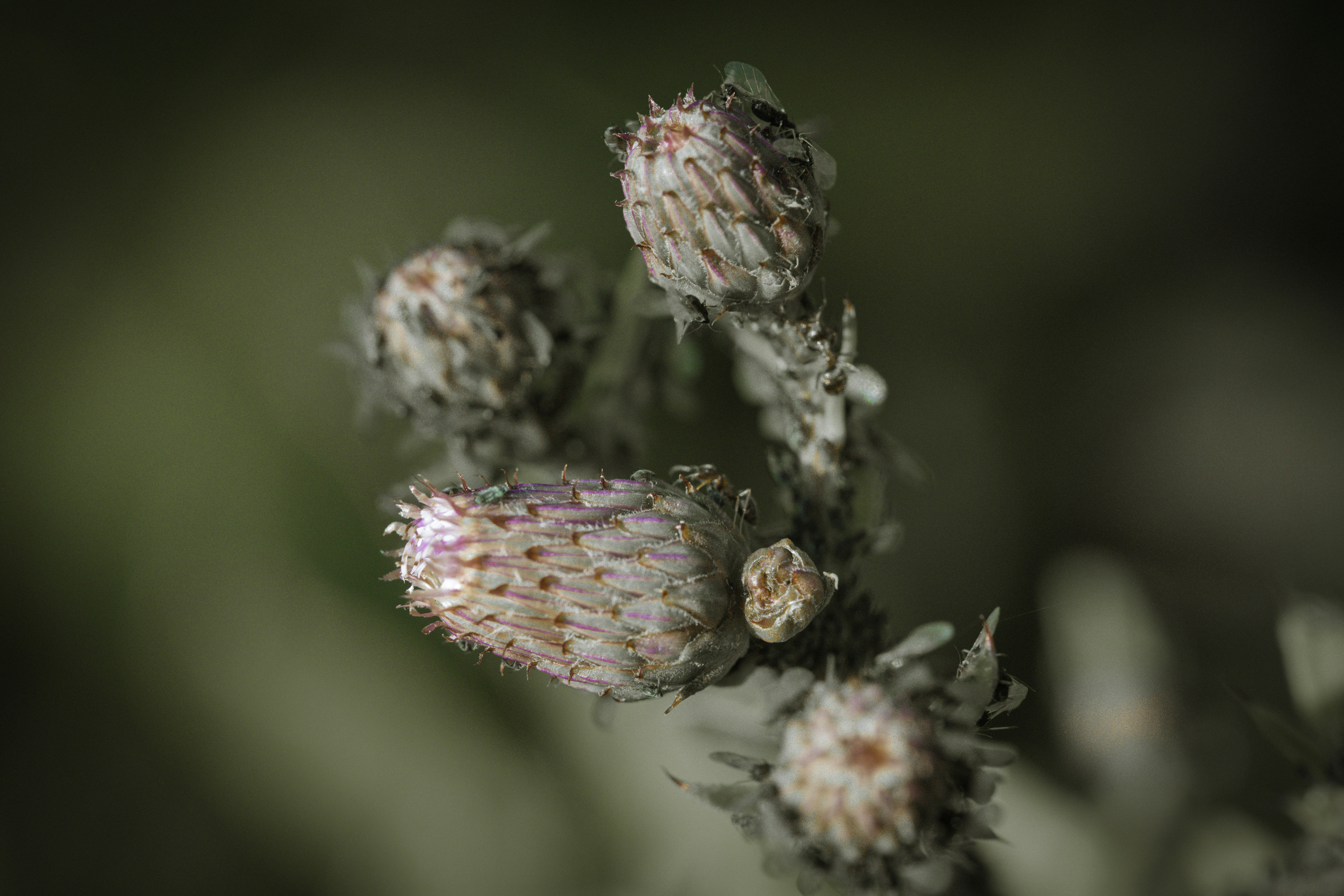 Succulent Buds in Focus: A Macro Portrait of Desert-Texture Pincushions