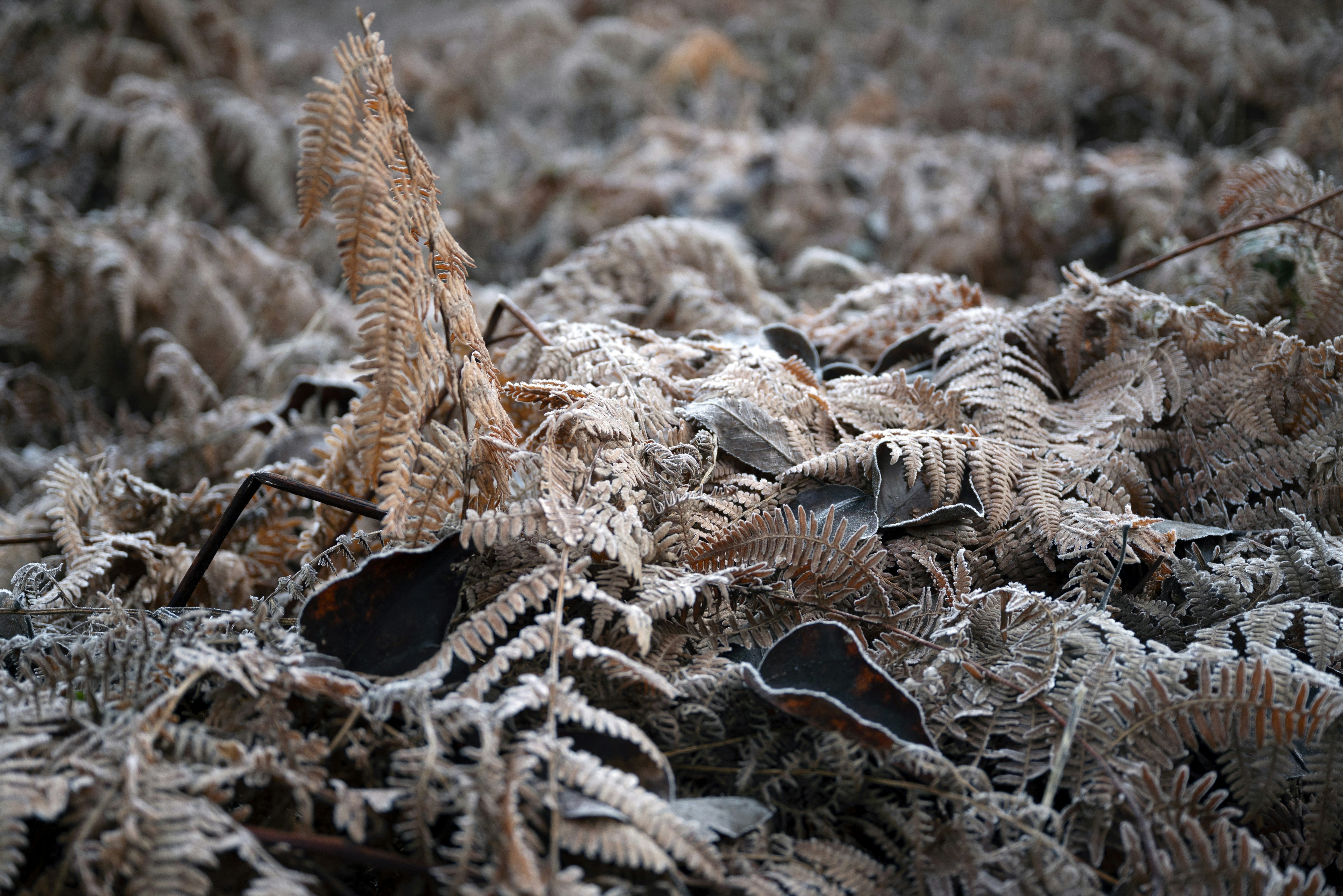 Frost-kissed Ferns Quietly Rest on a Winter Morning