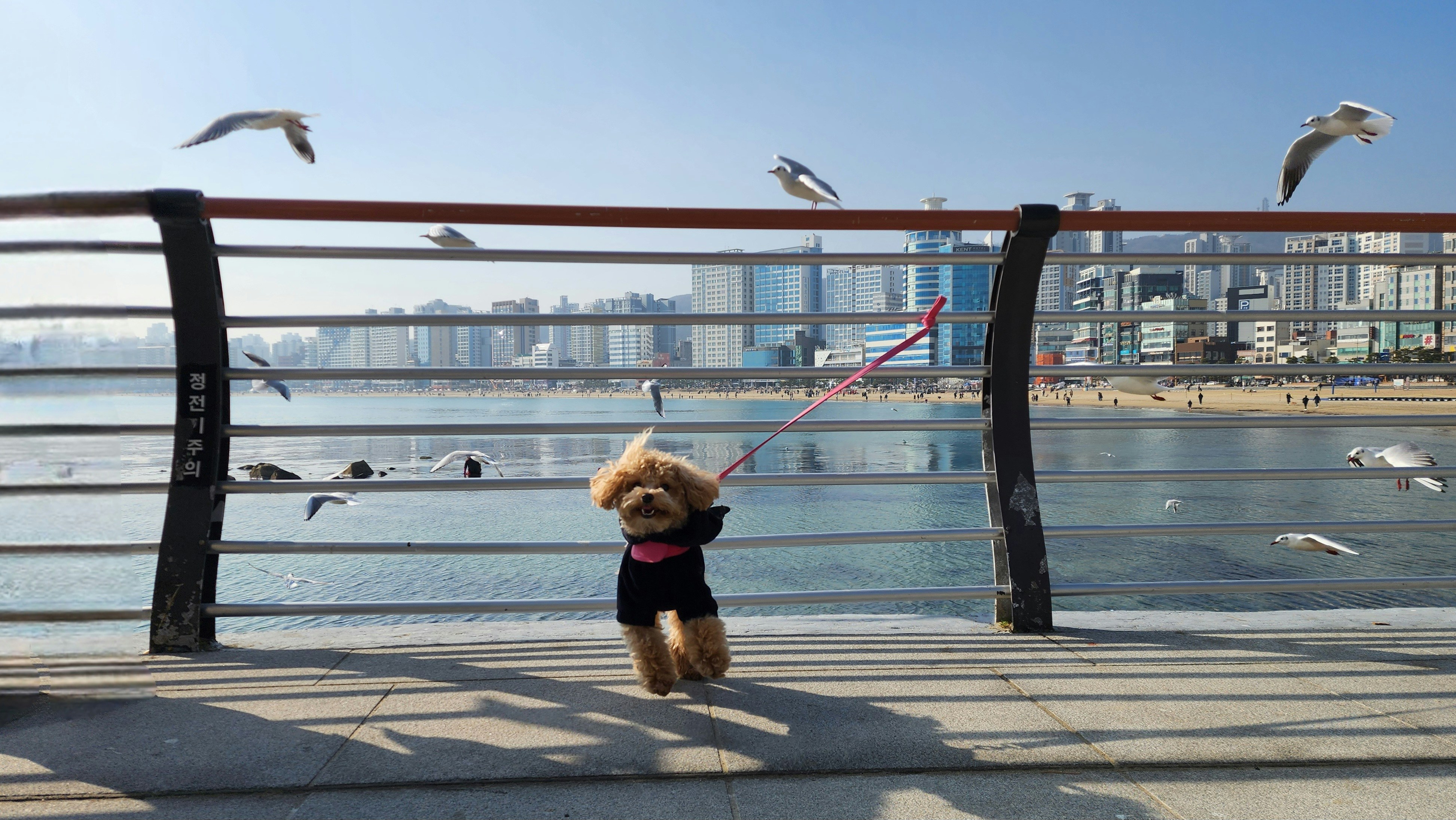 Poodle on a seaside promenade, framed by seagulls in flight