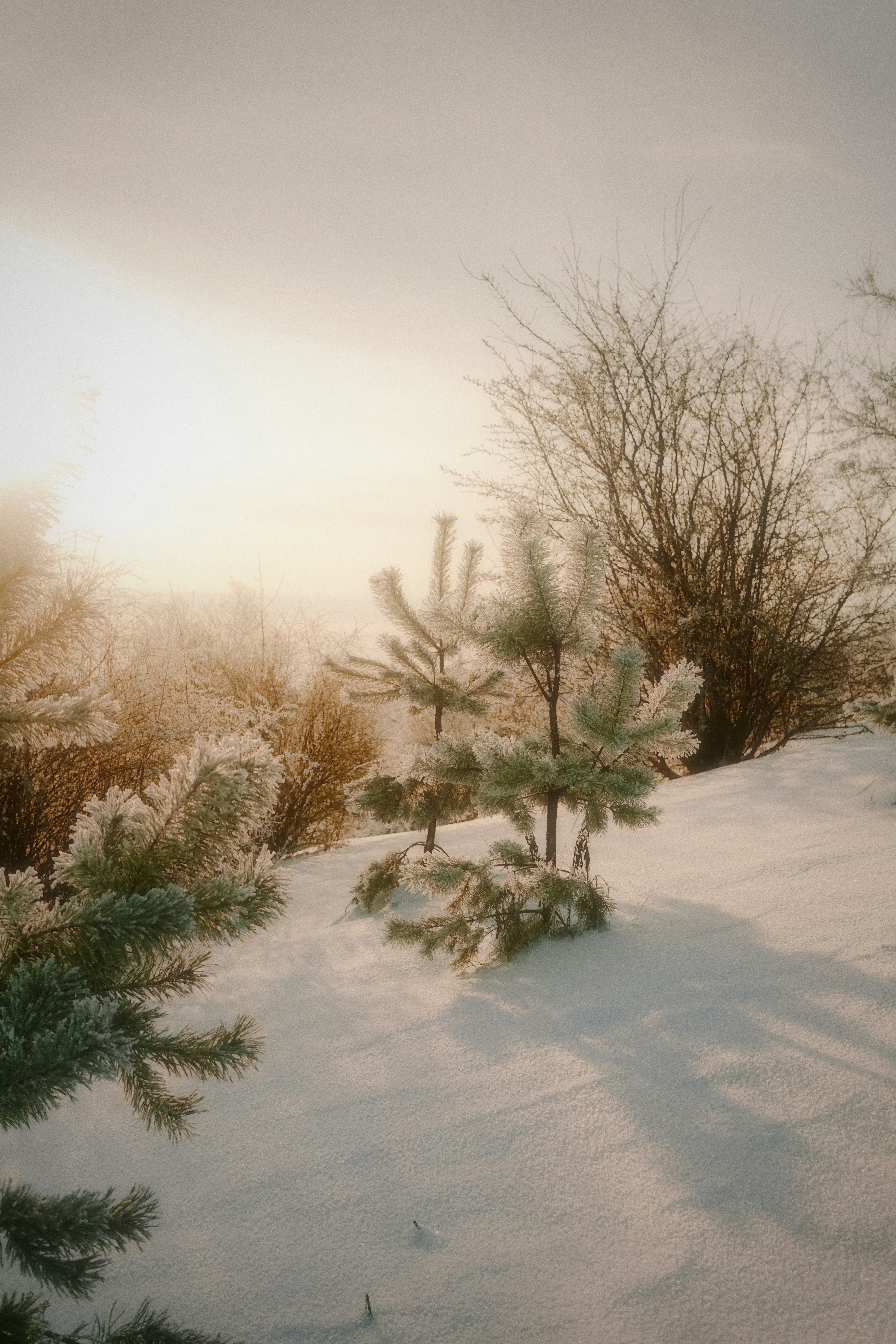 Small pine trees covered in frost on a snowy hill. photo – Free Winter ...