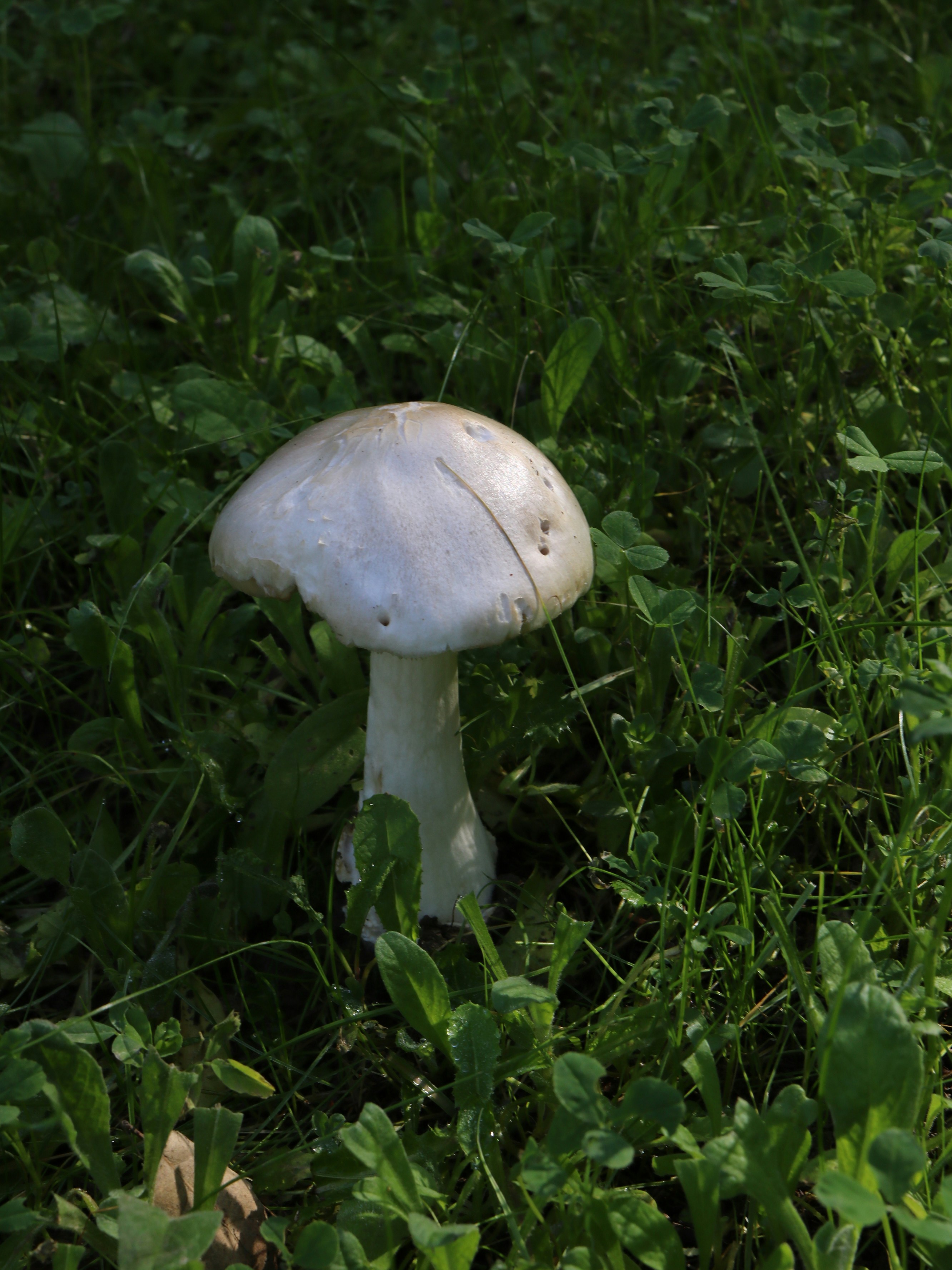 Moonlit Cap: A solitary puffball mushroom rising from a sea of clover