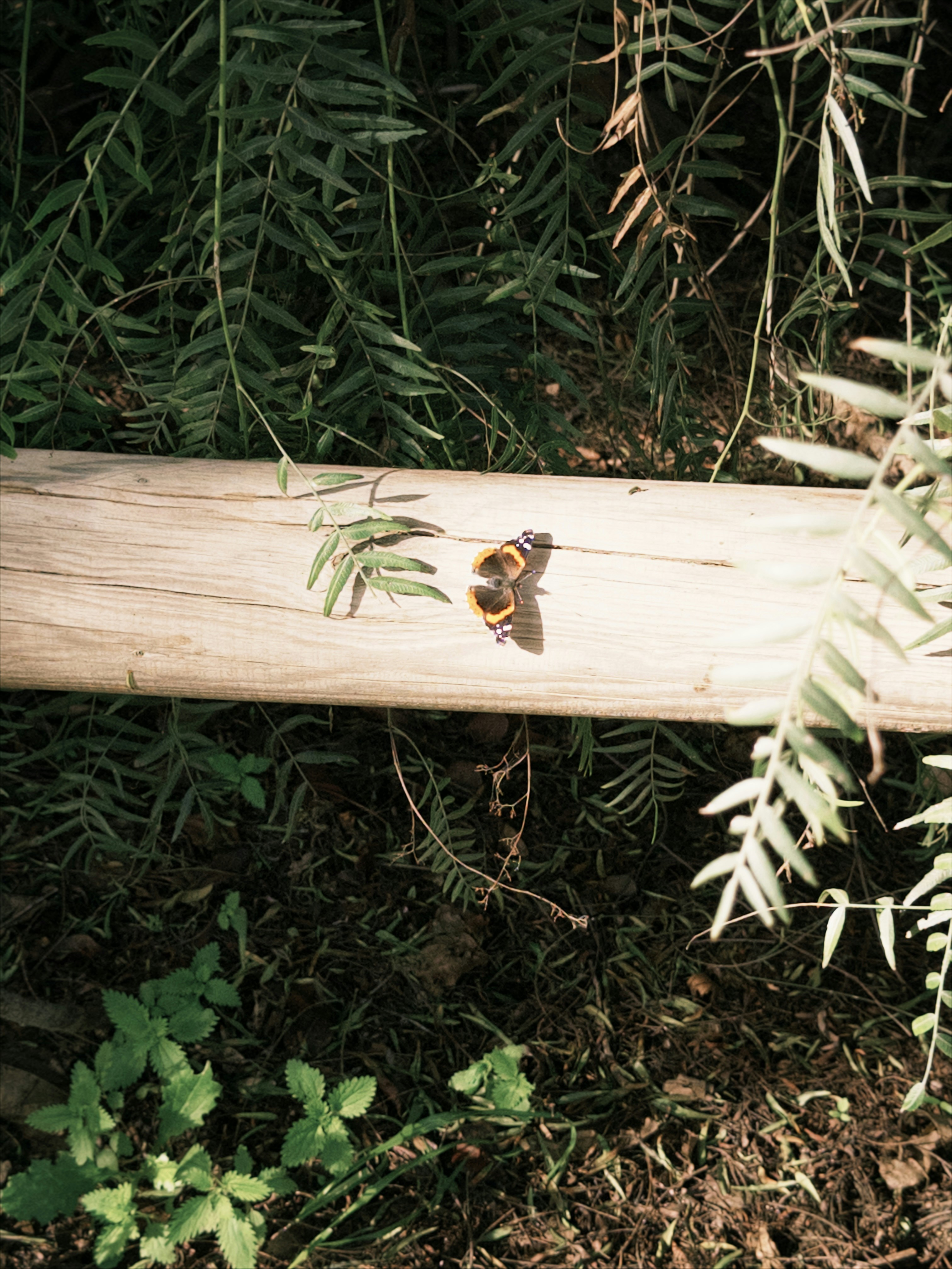 Butterfly Resting on a Weathered Log