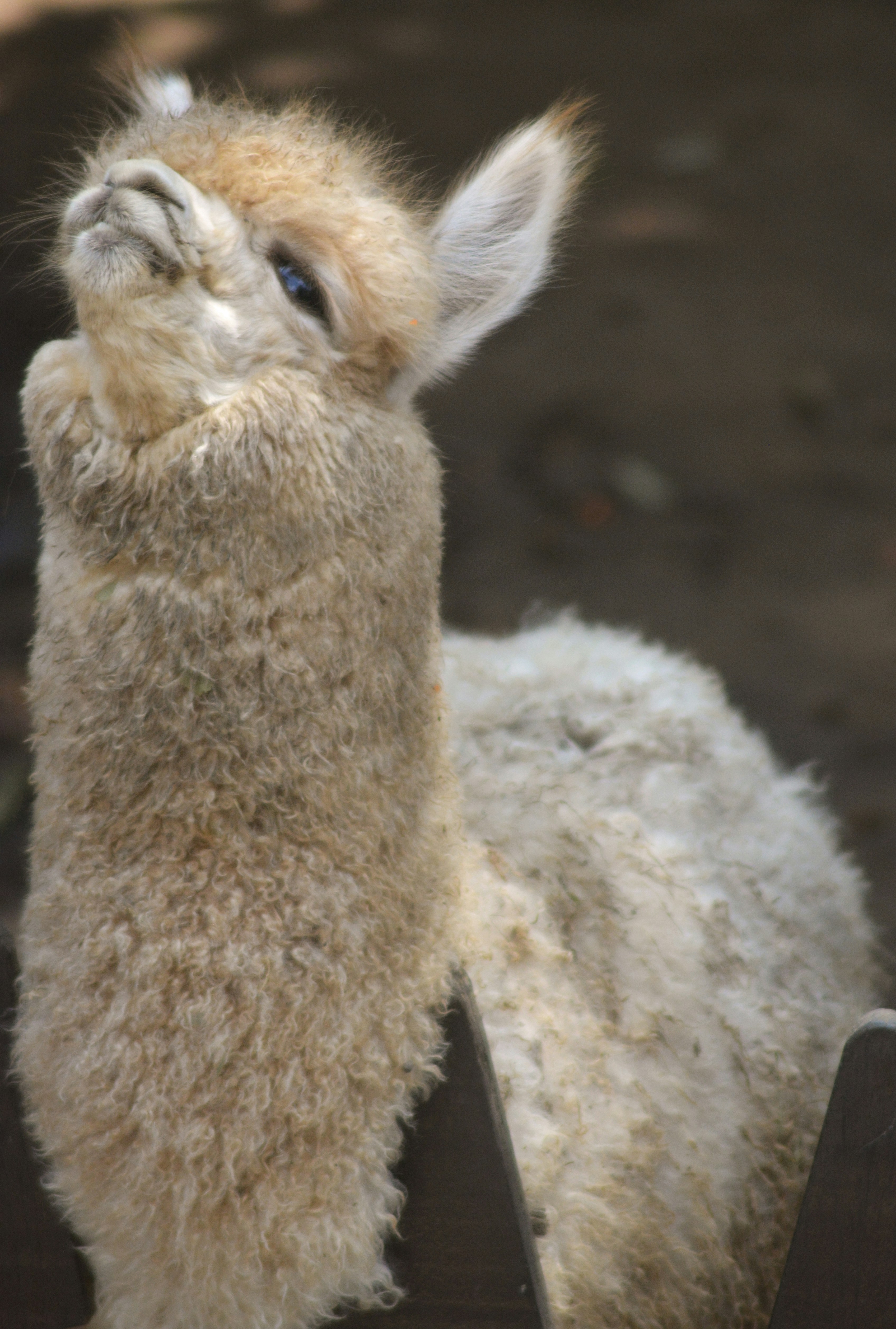 Alpaca Tilt: A Curious Lift of the Head